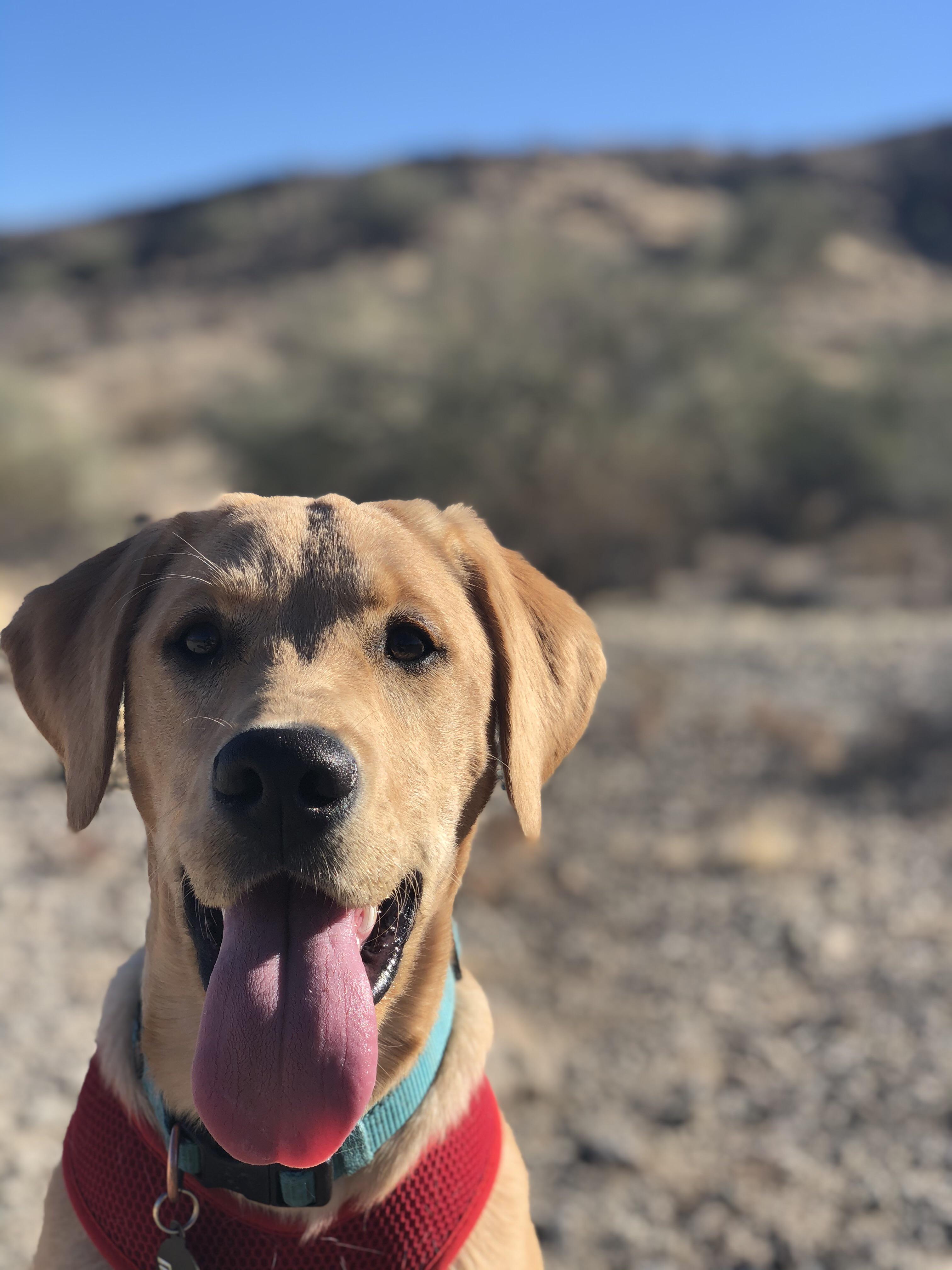 Sadie at 6 months! | Scrolller