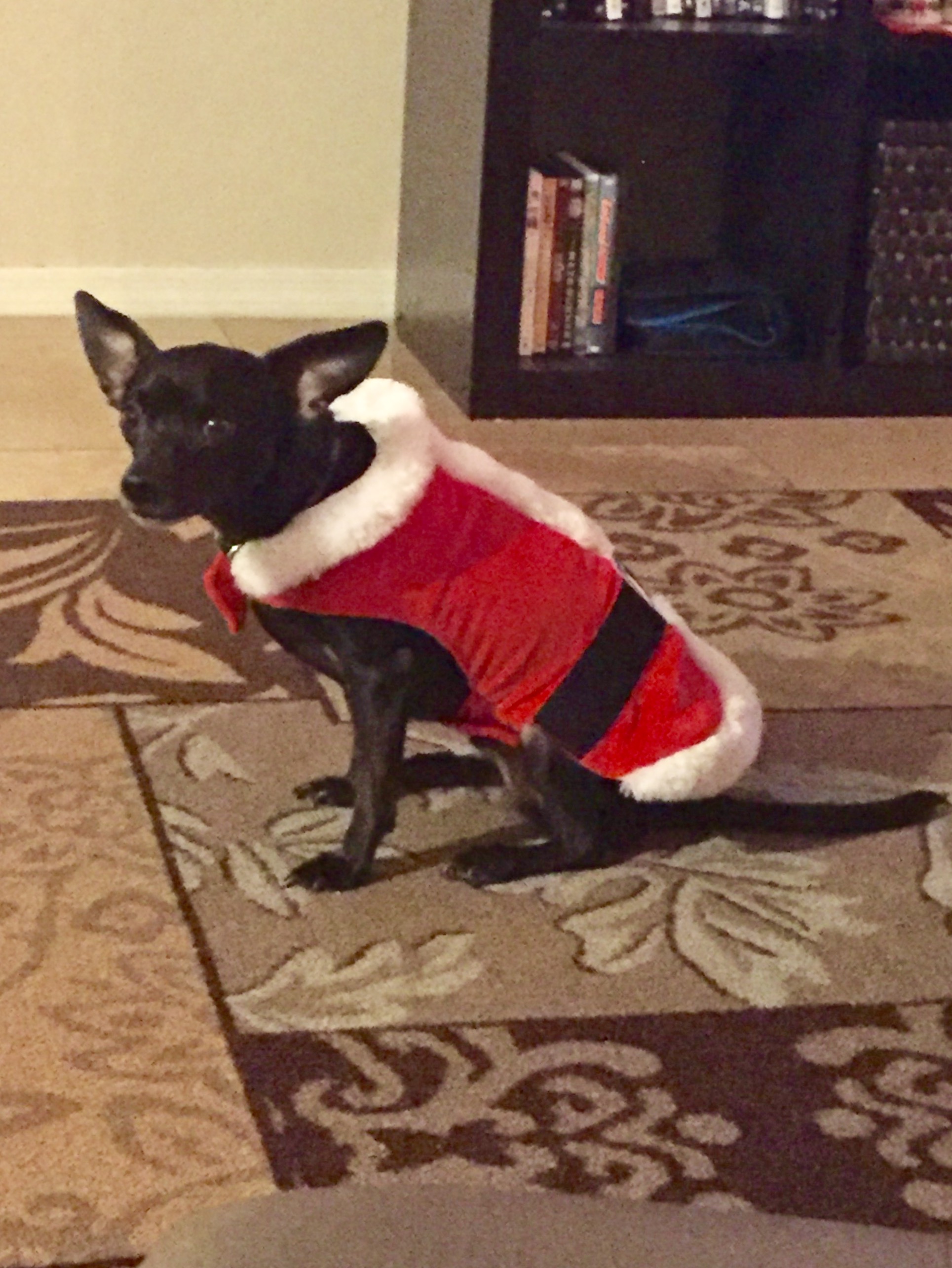 Santa Claws | Scrolller