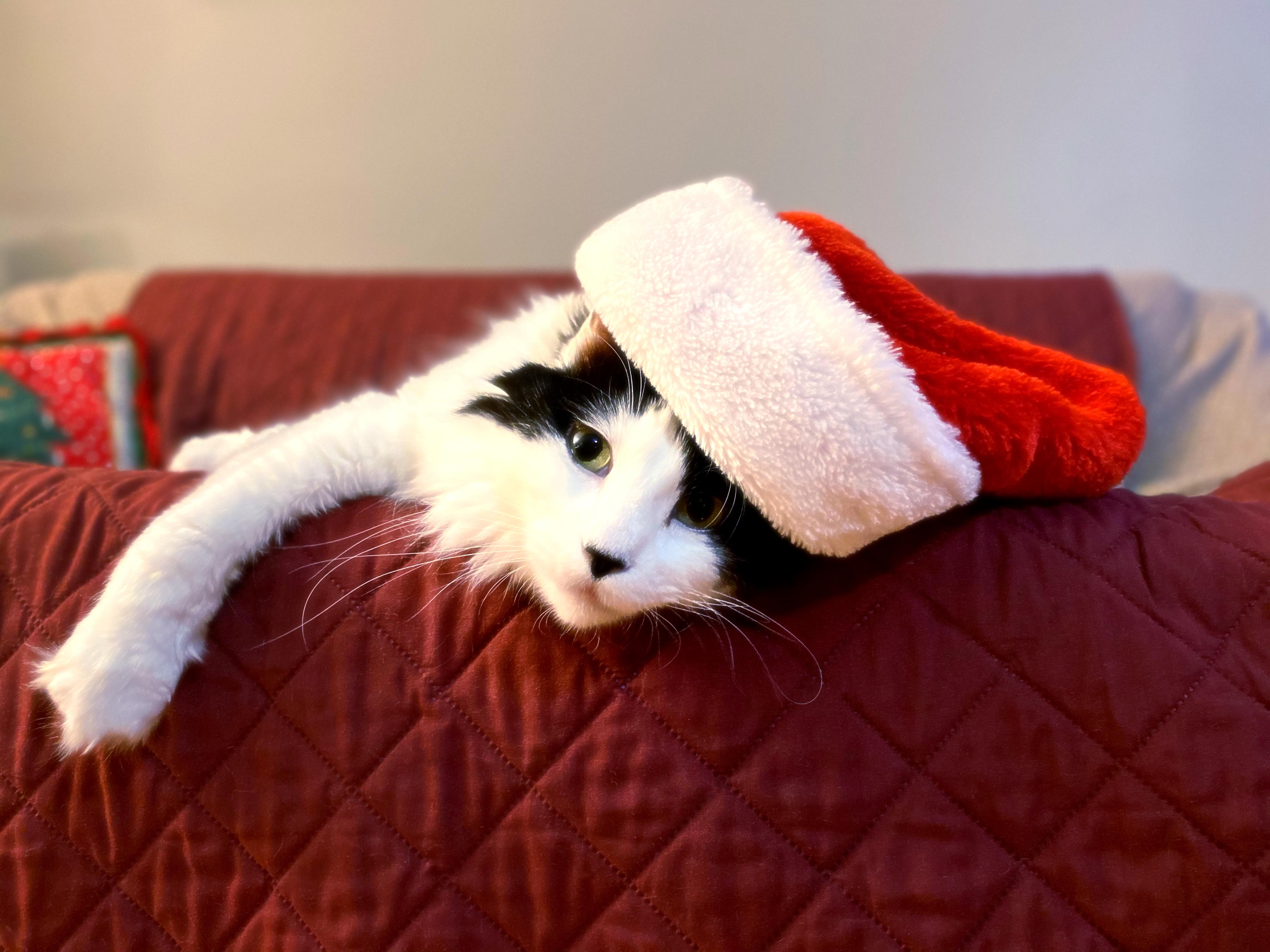 Santa Claws | Scrolller