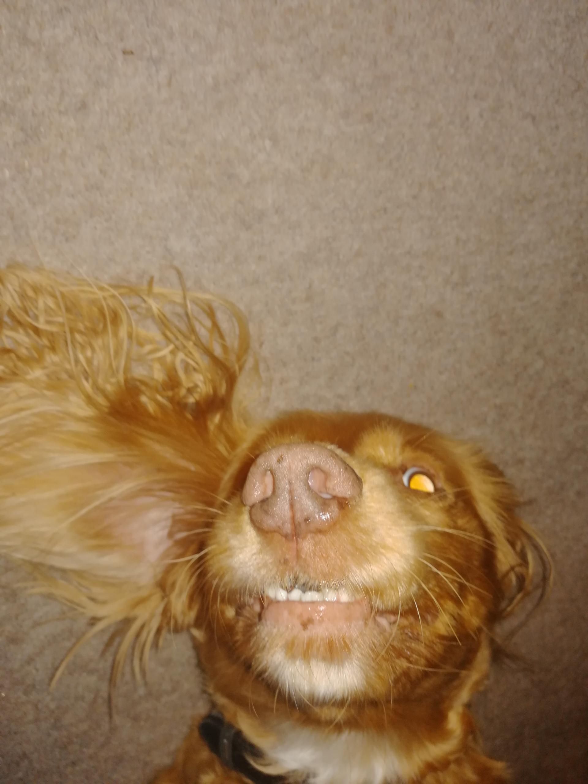 savage beast | Scrolller