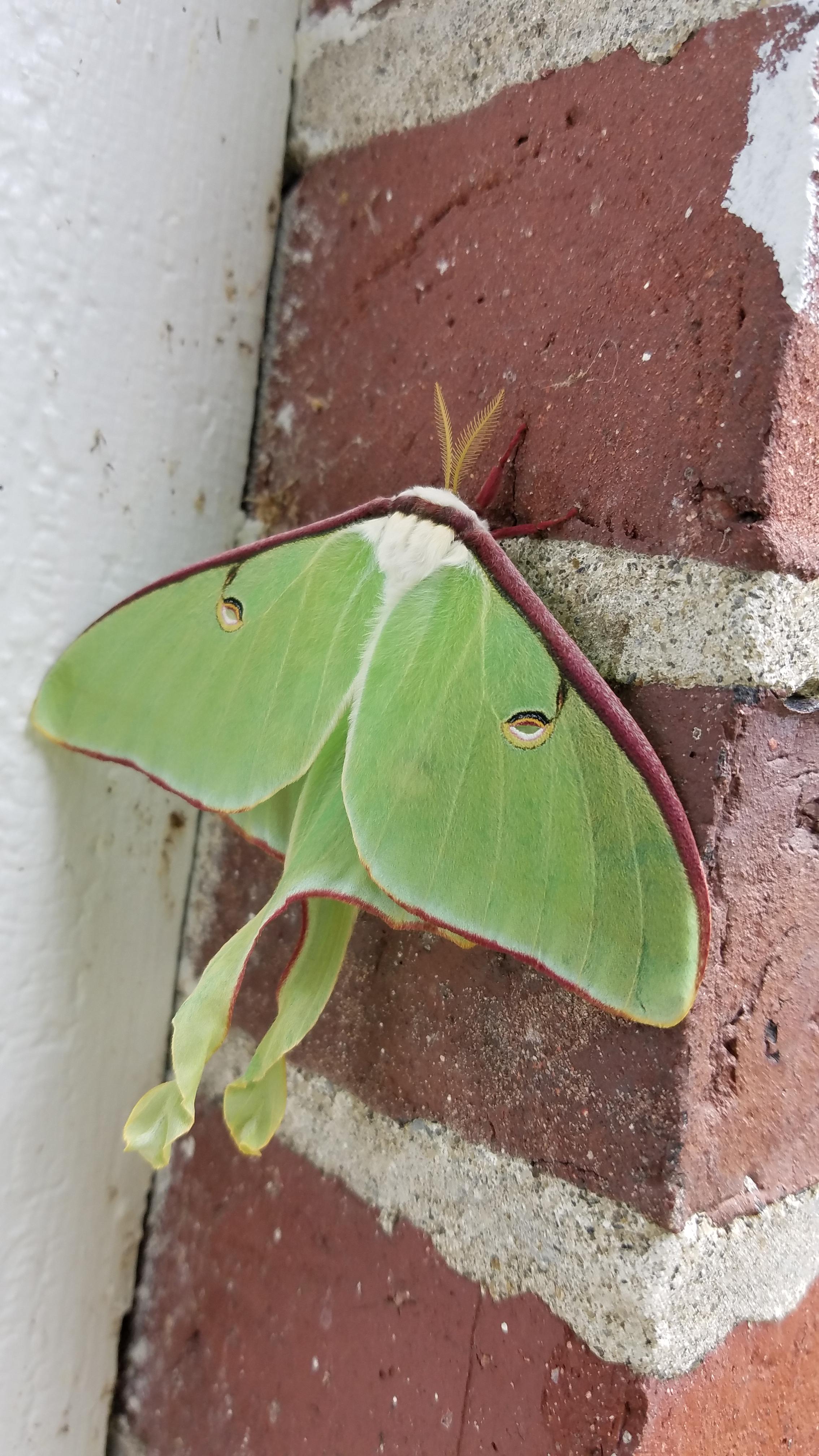 Saw a Luna Moth in Woodstock today.. didn't know where else to post this! | Scrolller