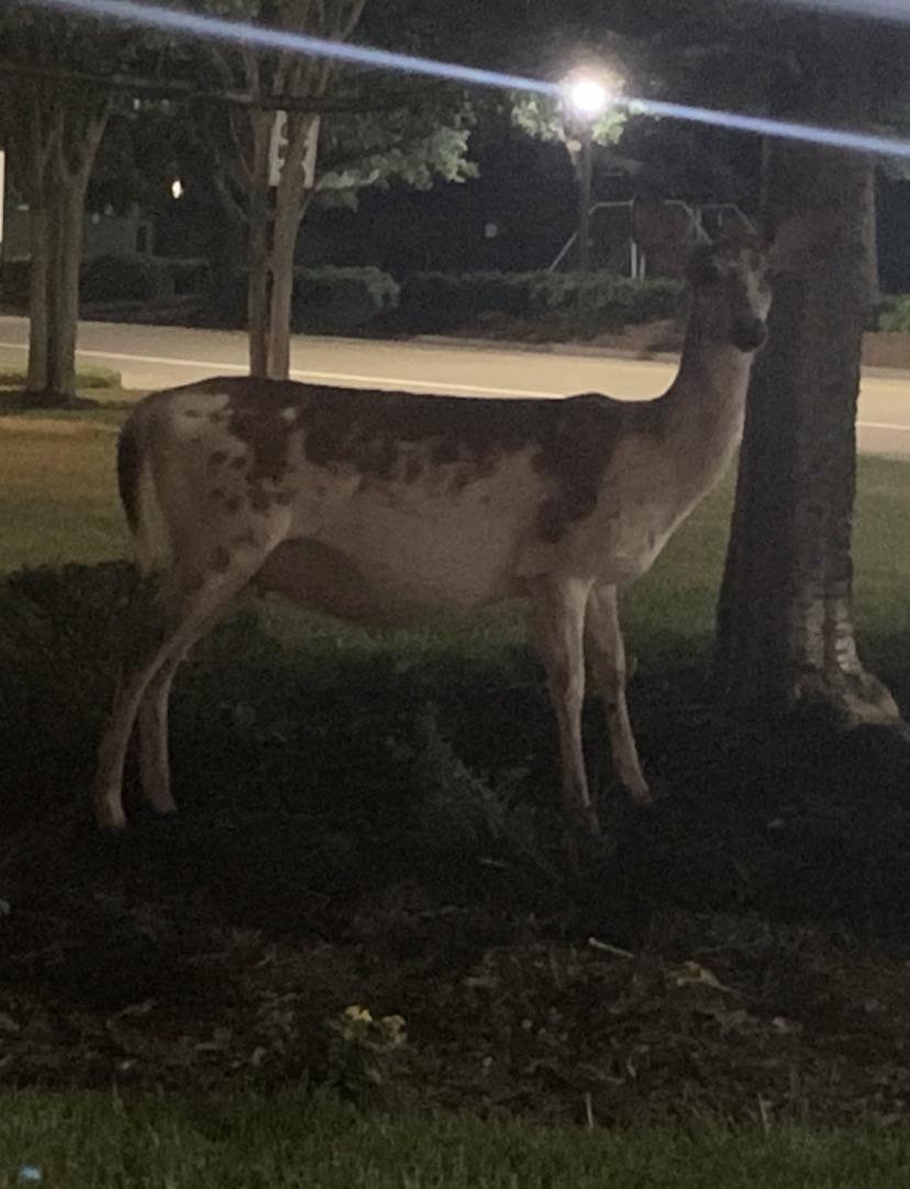 Saw a piebald deer tonight. Never knew there was such a thing. | Scrolller
