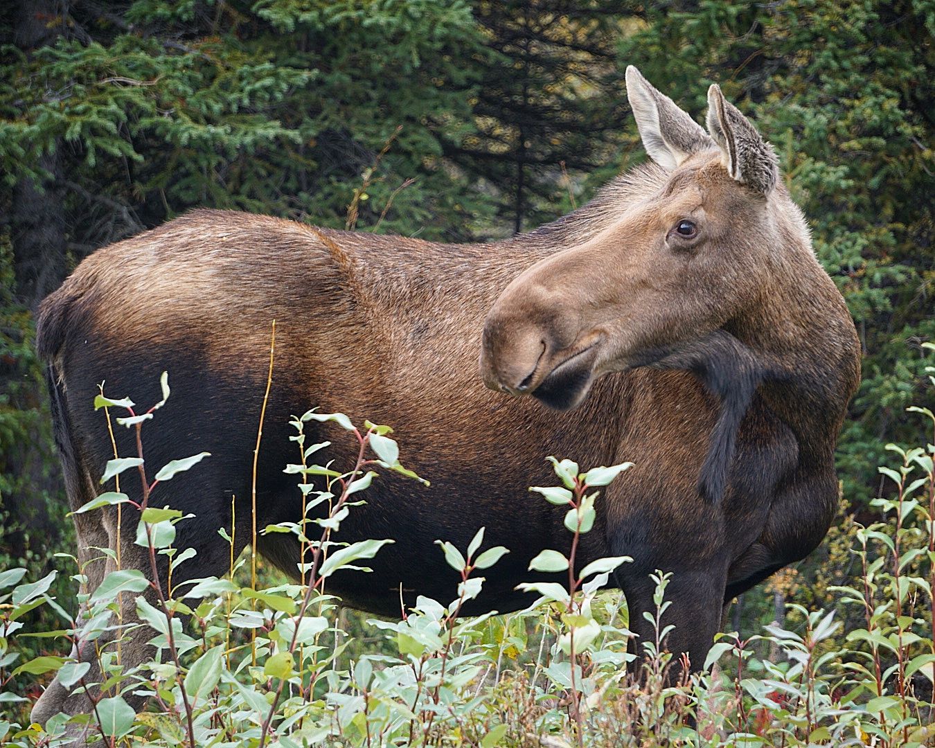 Saw my first moose in Alaska! They are massive | Scrolller