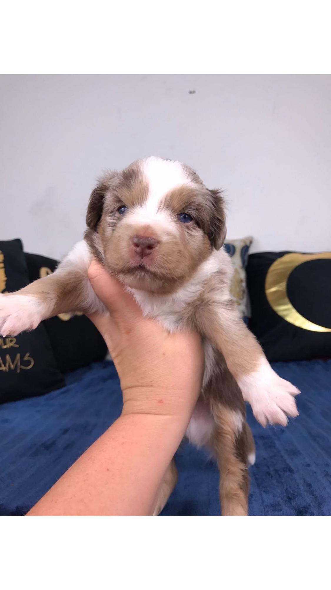 Say hello to Finn! | Scrolller