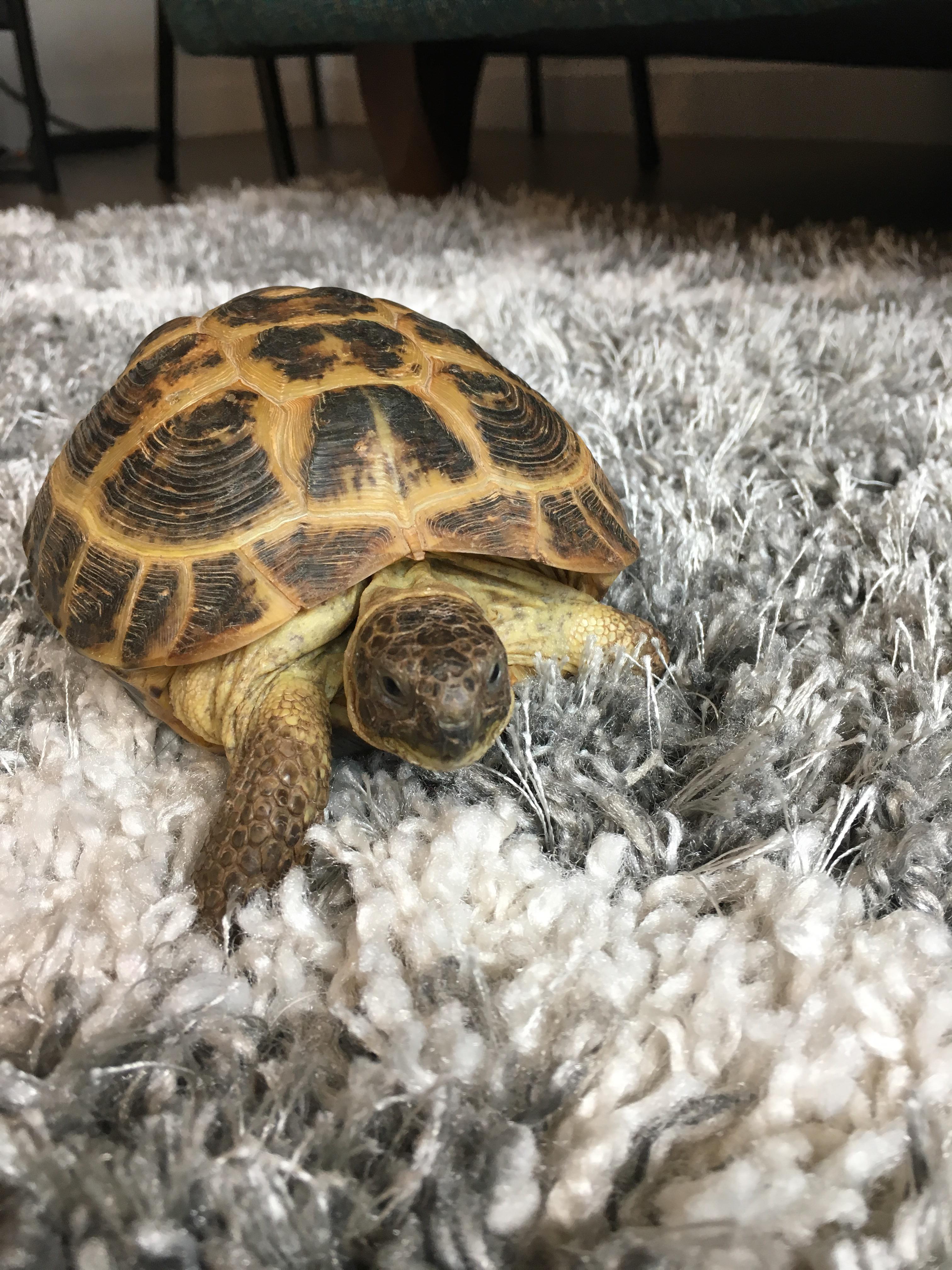 say hello to lettuce the tortoise | Scrolller
