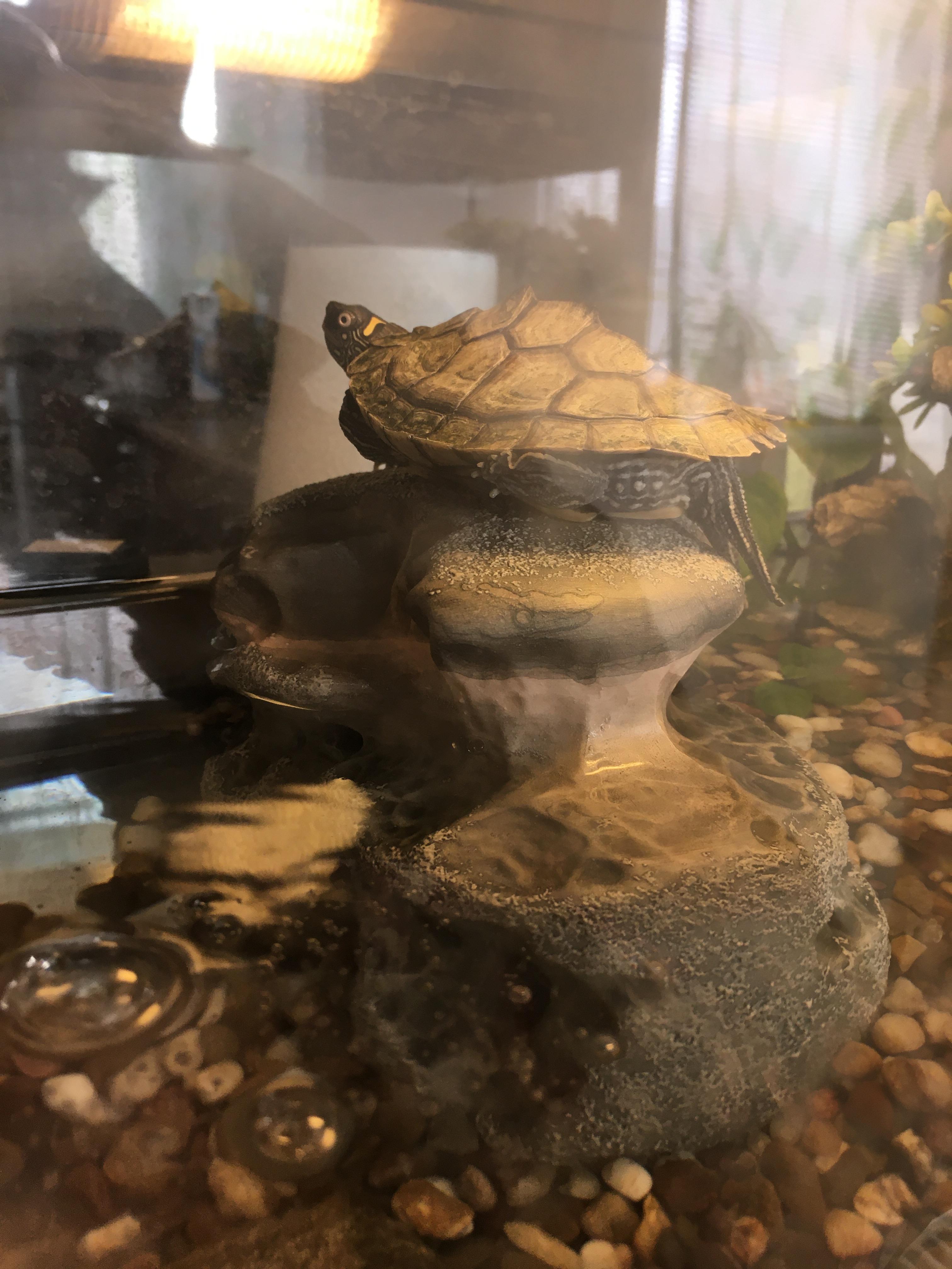 Say hi to my turtle :) | Scrolller