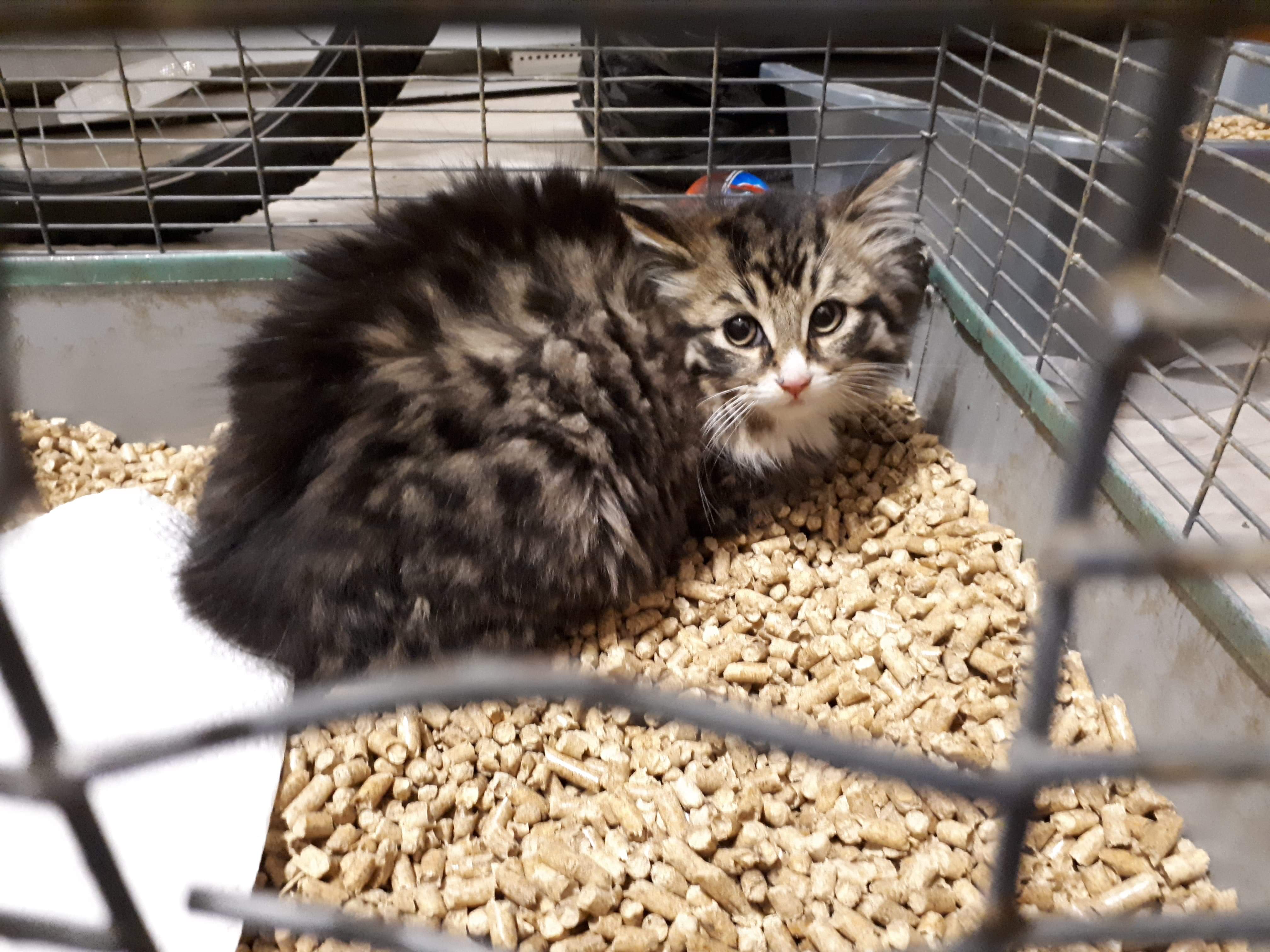 Scared floof! | Scrolller