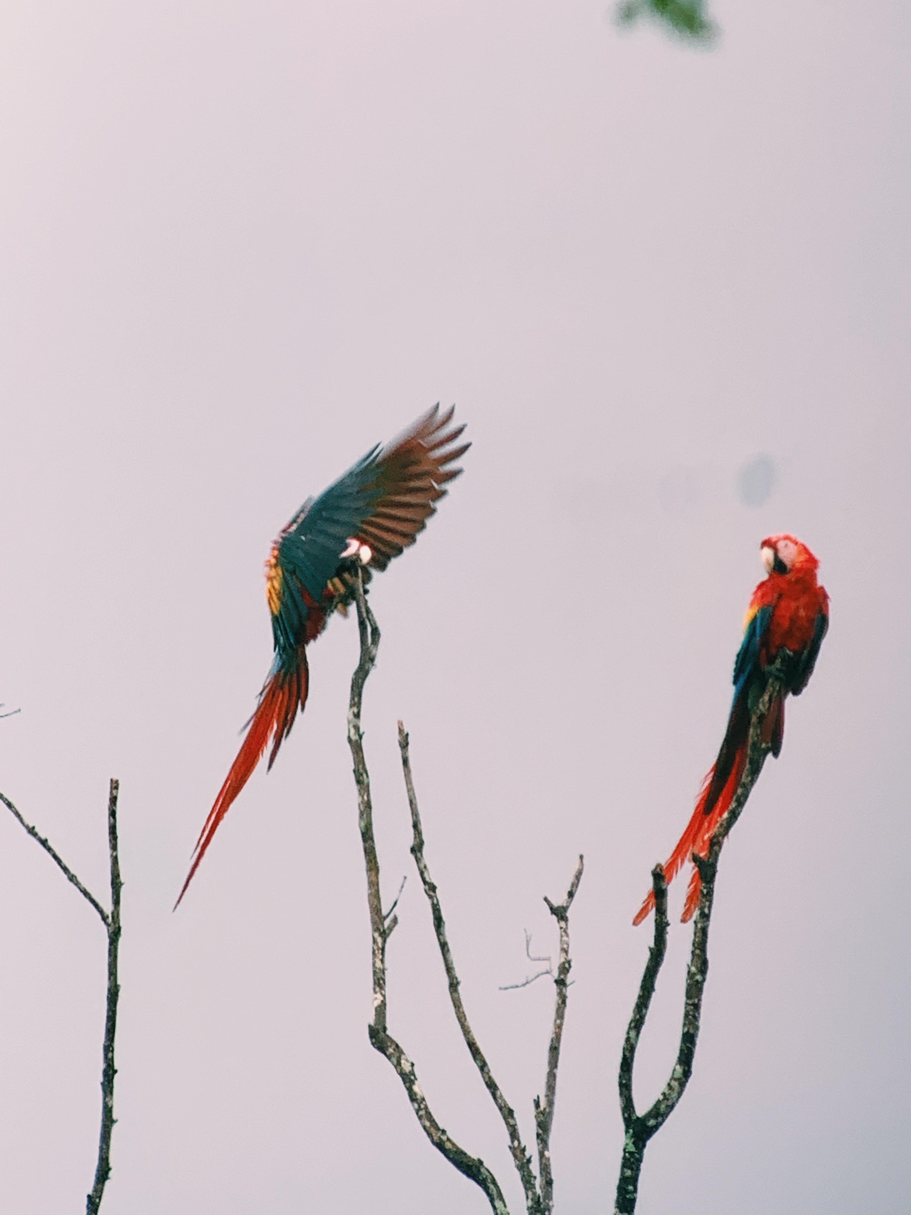 Scarlet Macaws | Scrolller