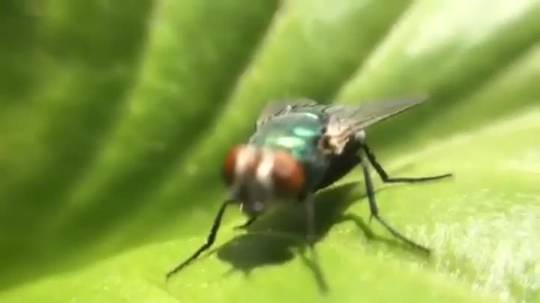 scheming fly | Scrolller