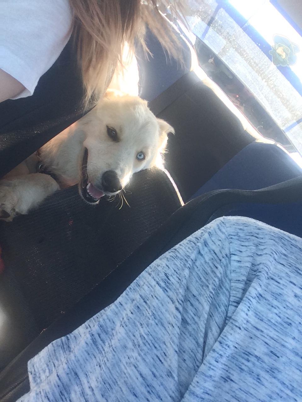 Scoobaru pupper | Scrolller