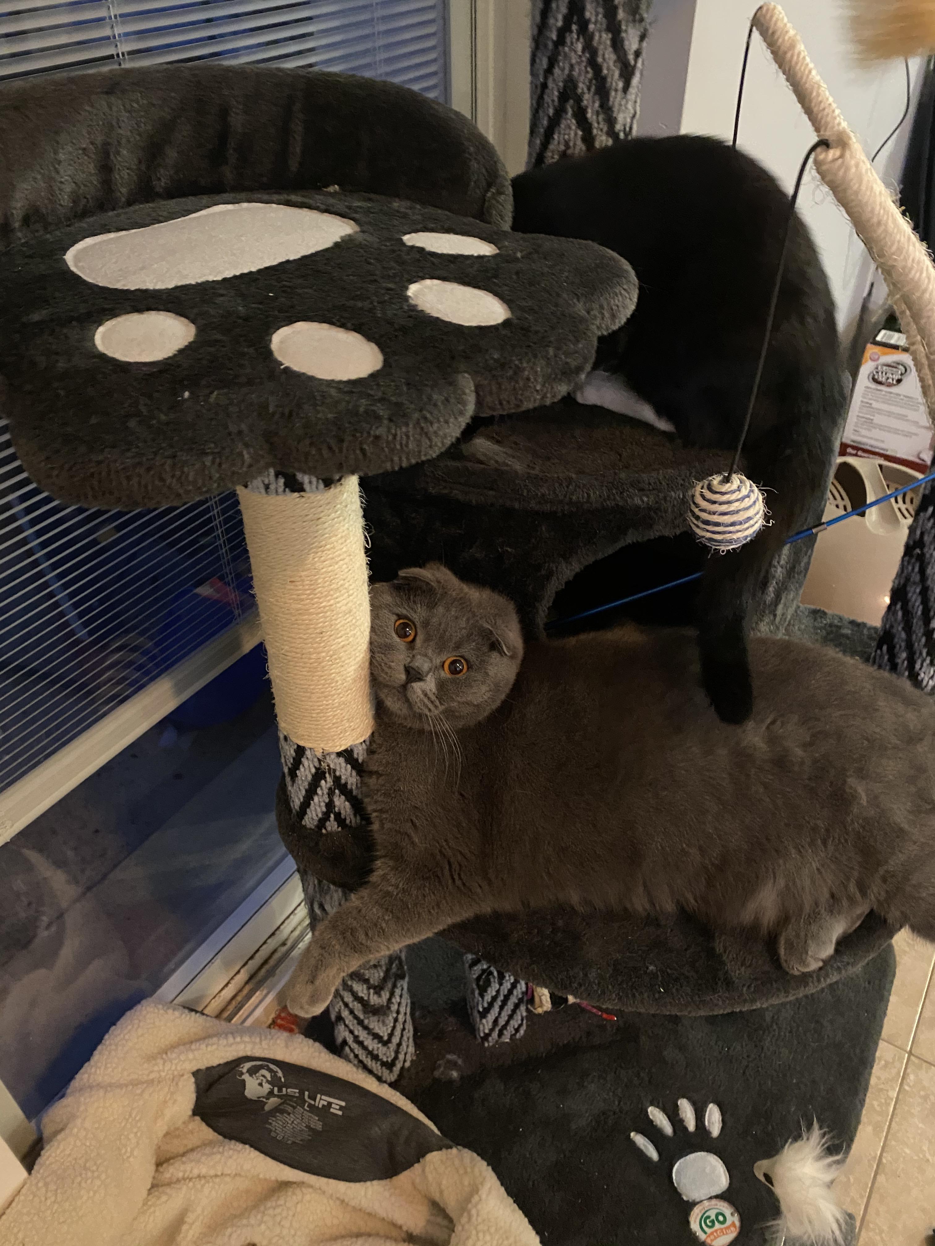 Scottish fold Ted in his true potato form. | Scrolller