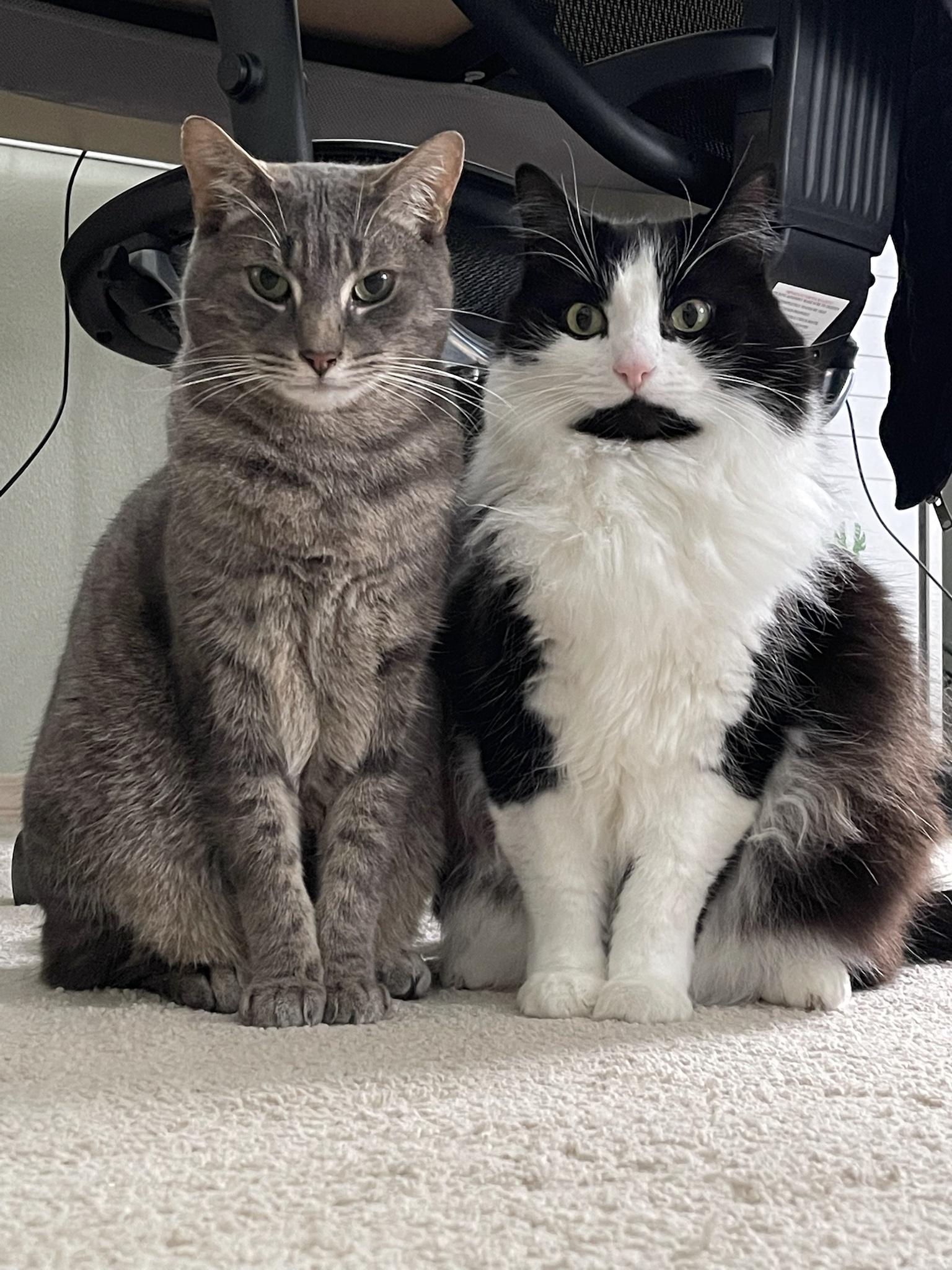 Scotty and Sylvester | Scrolller