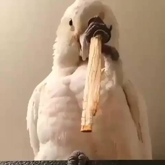 Scratching that itch | Scrolller