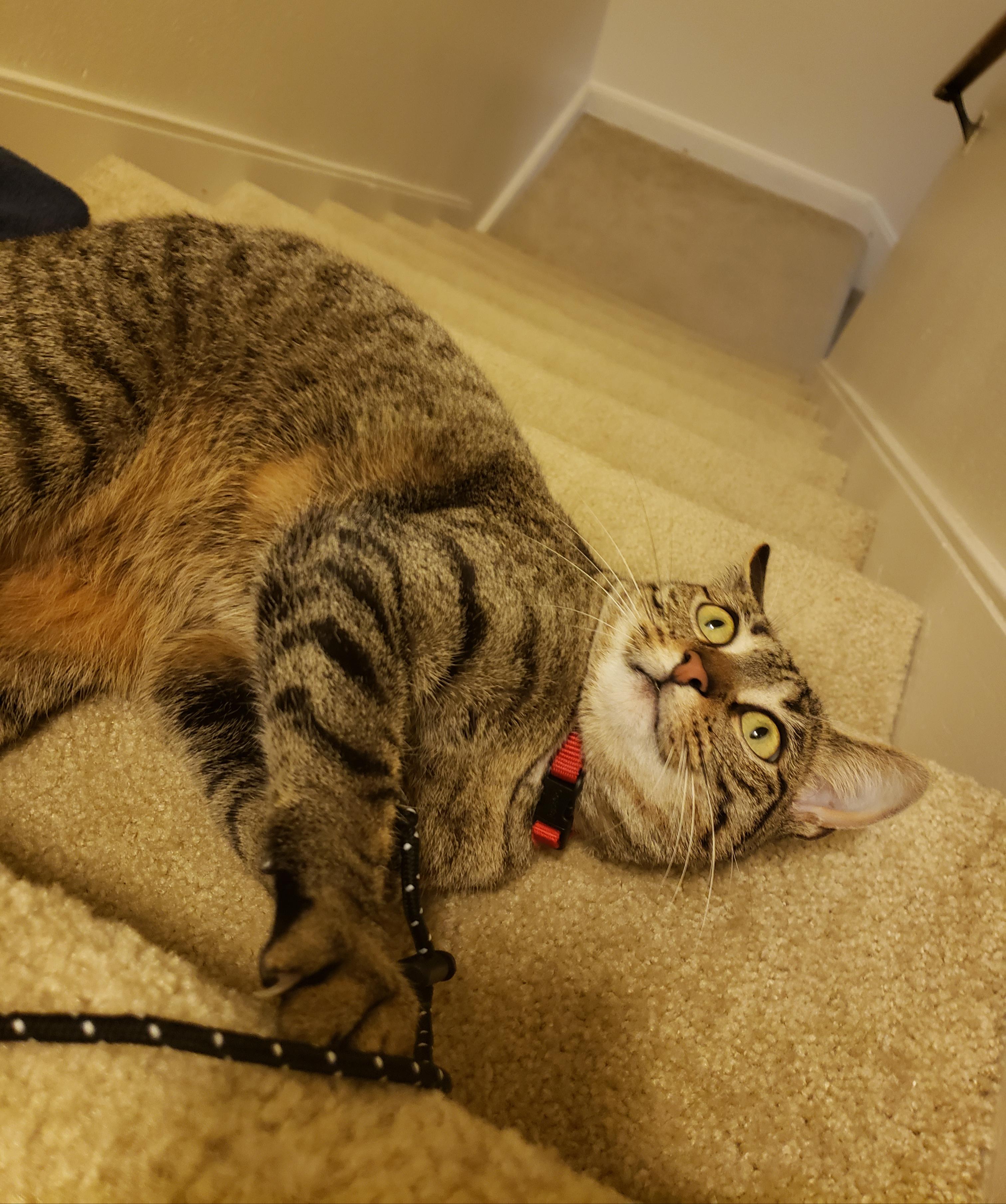 Scribbles startled on stairs | Scrolller