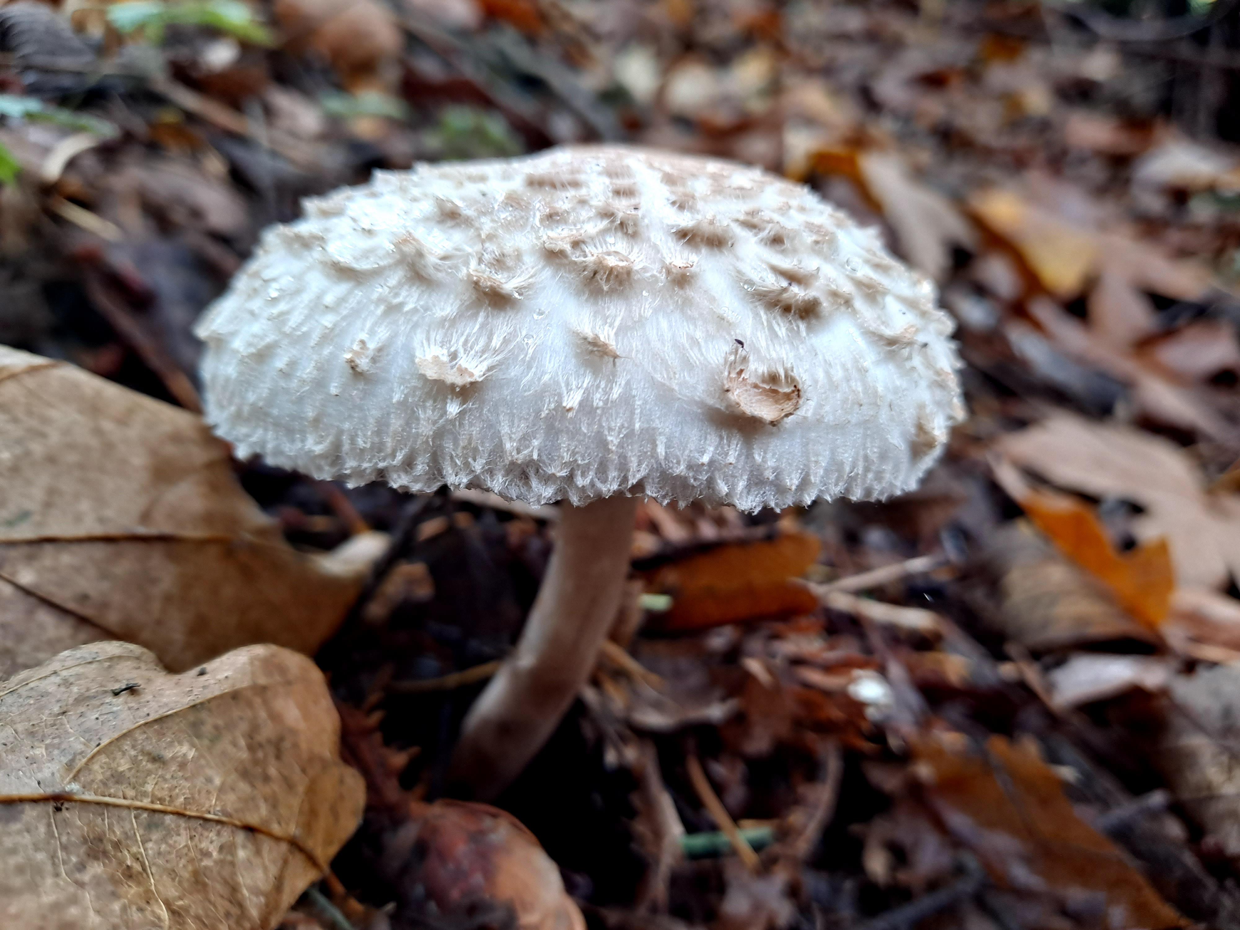 Seattle shroom 🖤 | Scrolller