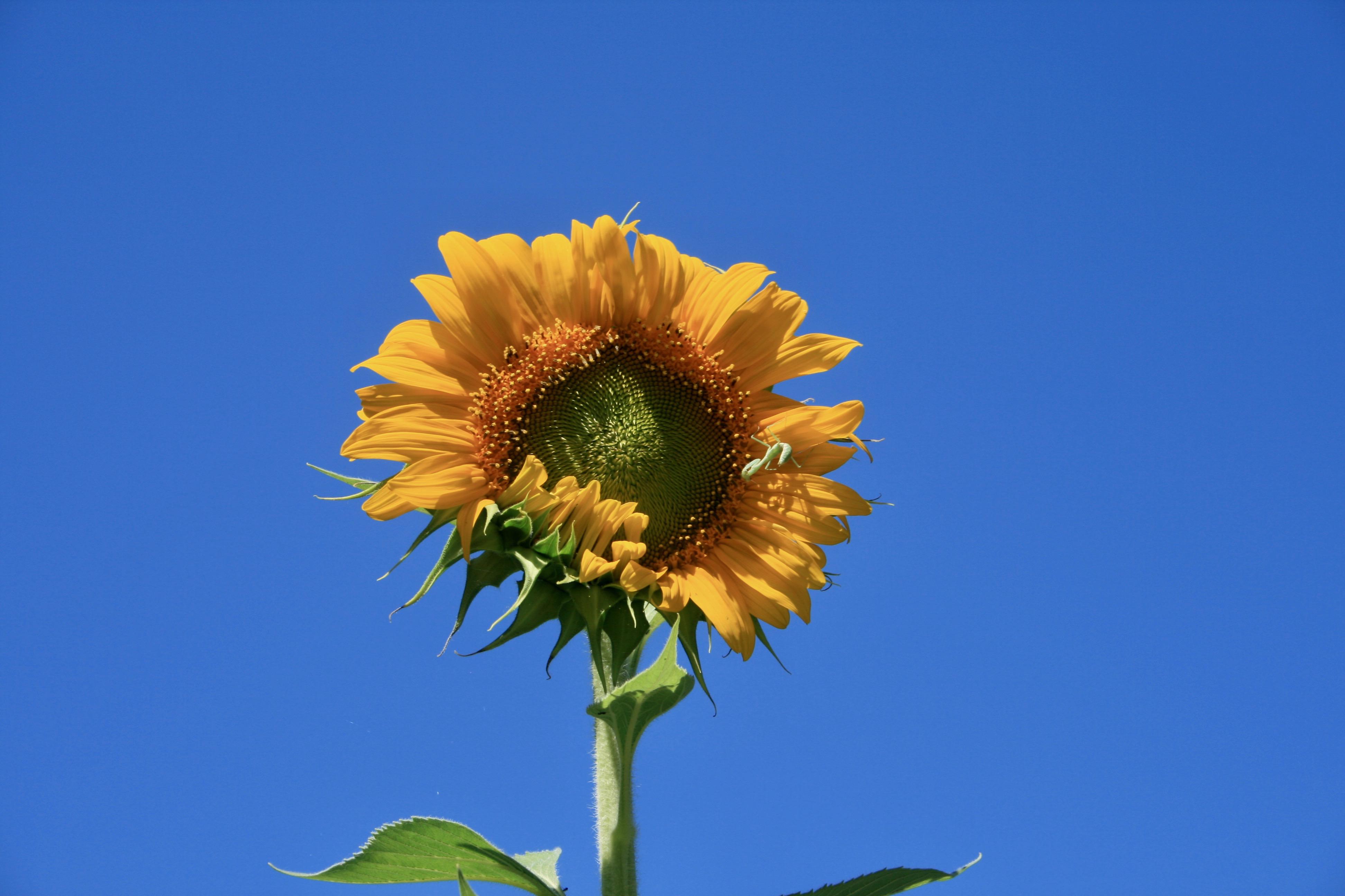 Second mammoth opening up, with a mantis friend | Scrolller