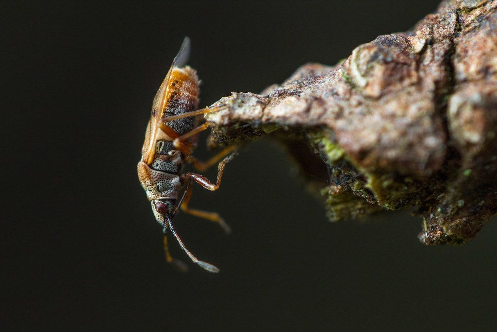 Seed Bug | Scrolller