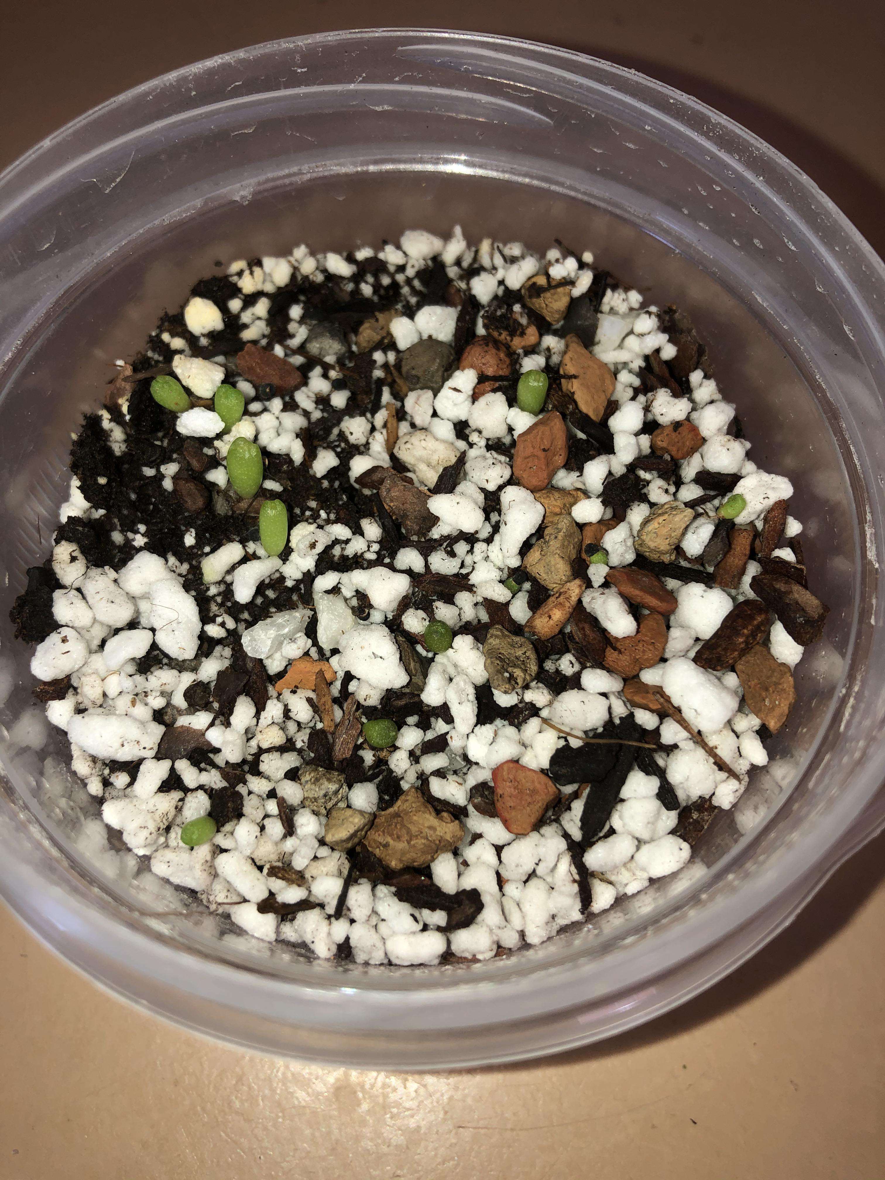 Seedlings have sprouted! | Scrolller