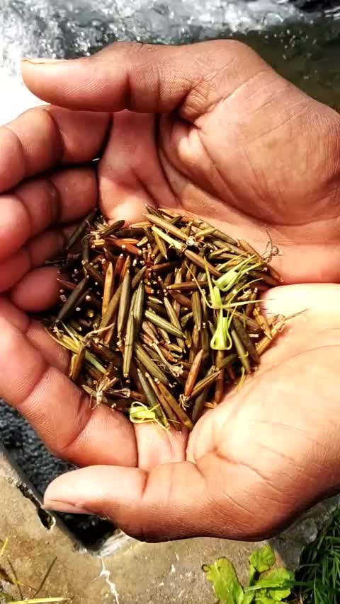 Seeds bursting | Scrolller