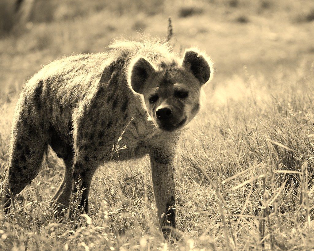 Sepia hyena | Scrolller