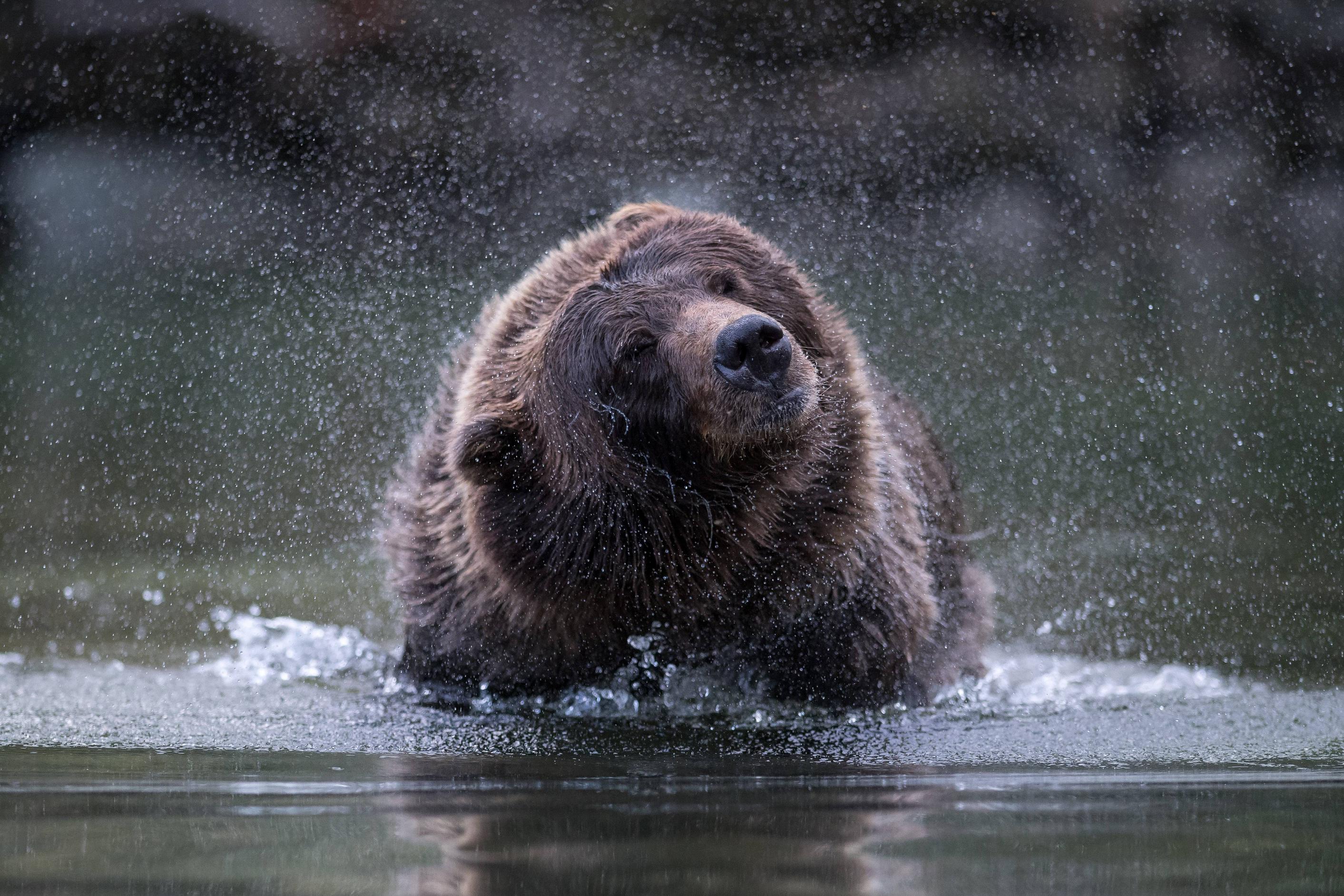 Shaking Off Scrolller