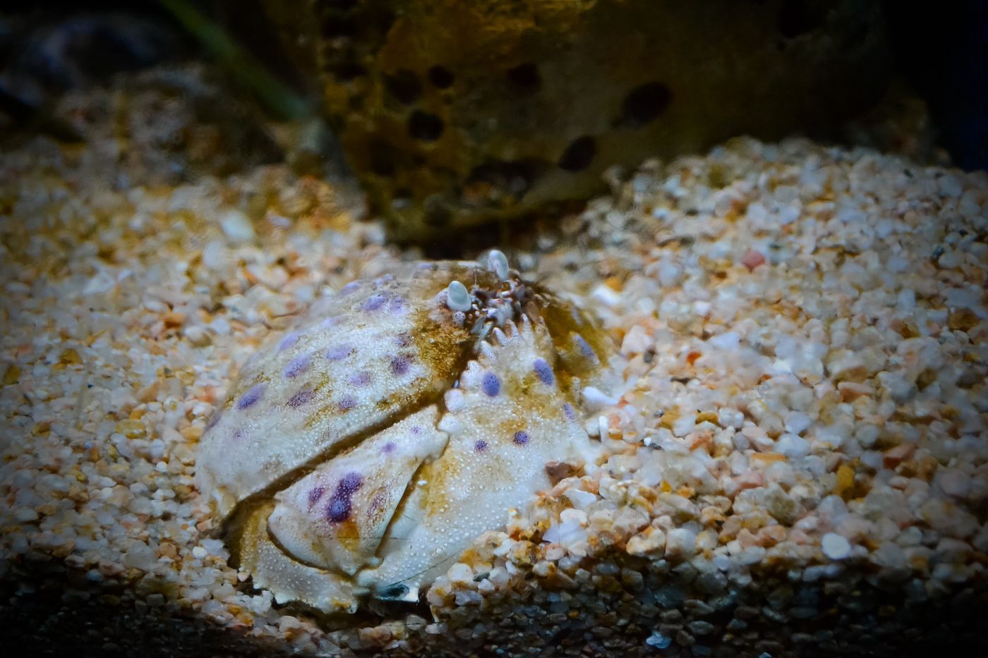 Shame-faced crab | Scrolller