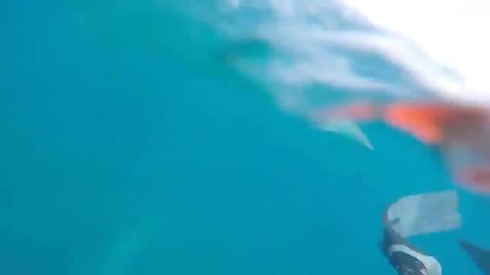 Shark bite | Scrolller