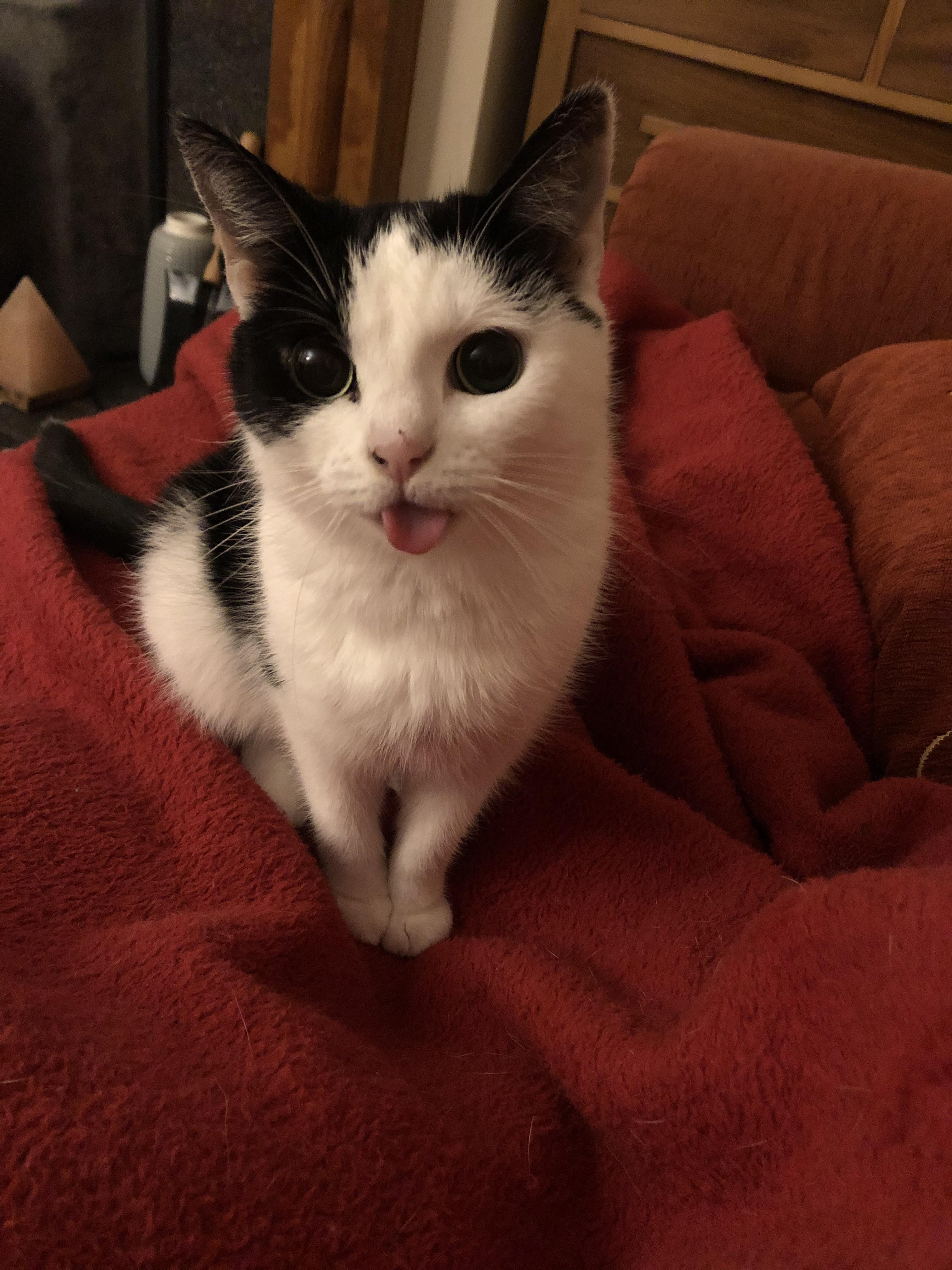 She blep like this in my general direction whenever I eat | Scrolller