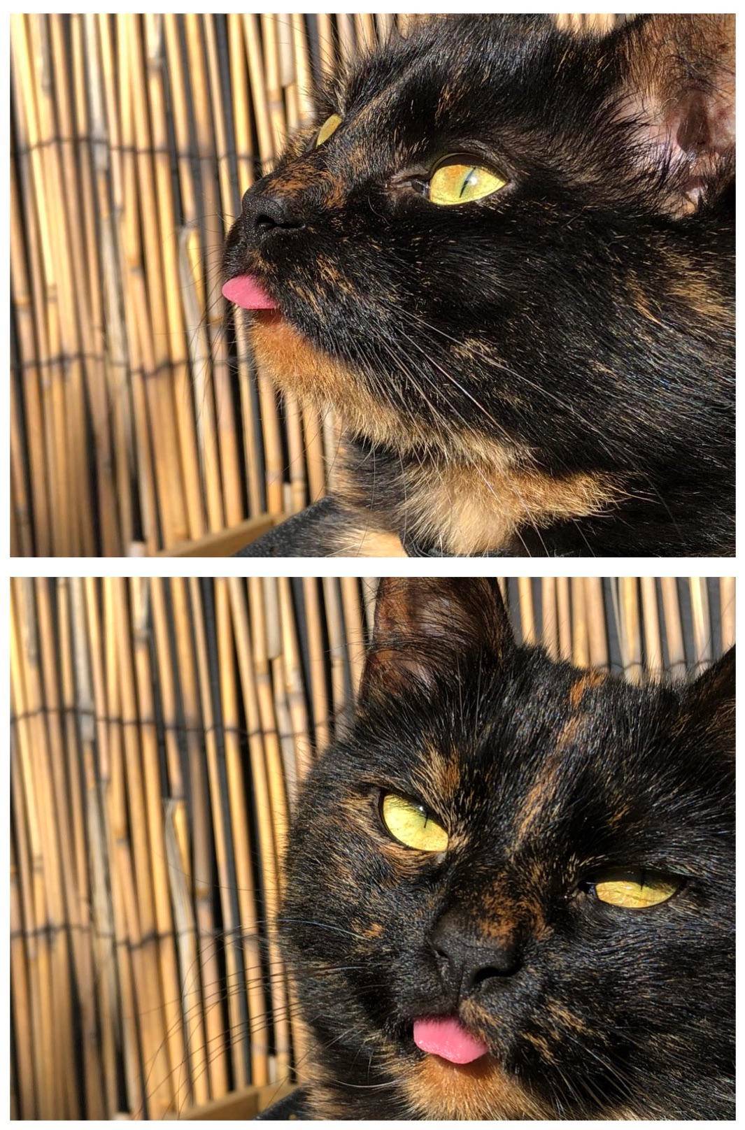 She caught me taking a picture of her blep | Scrolller
