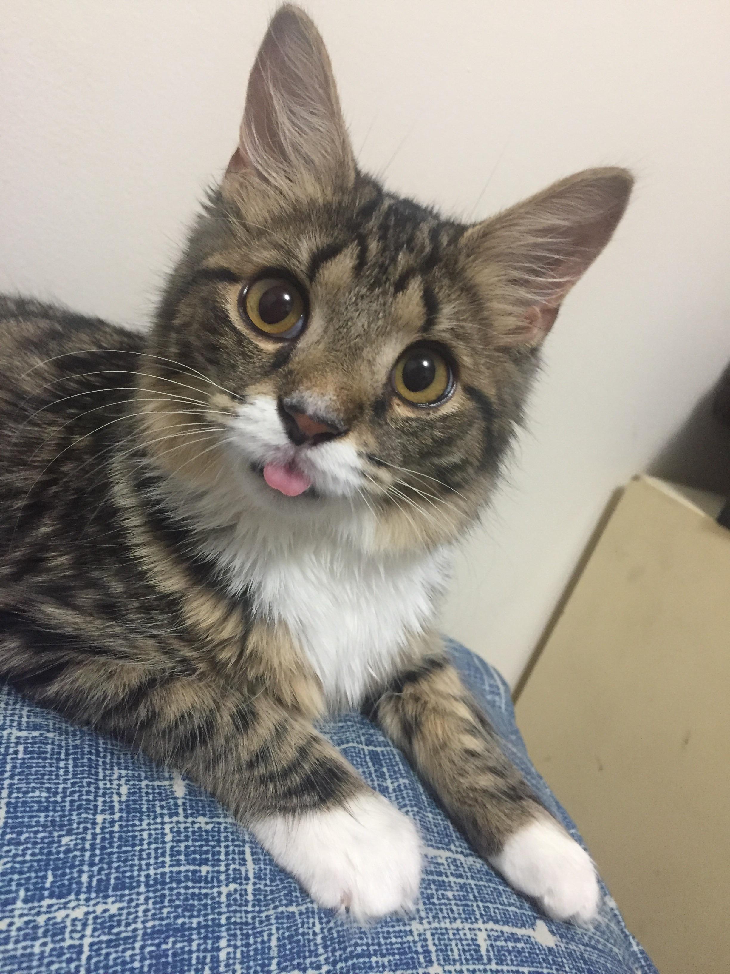 She does a good blep! | Scrolller