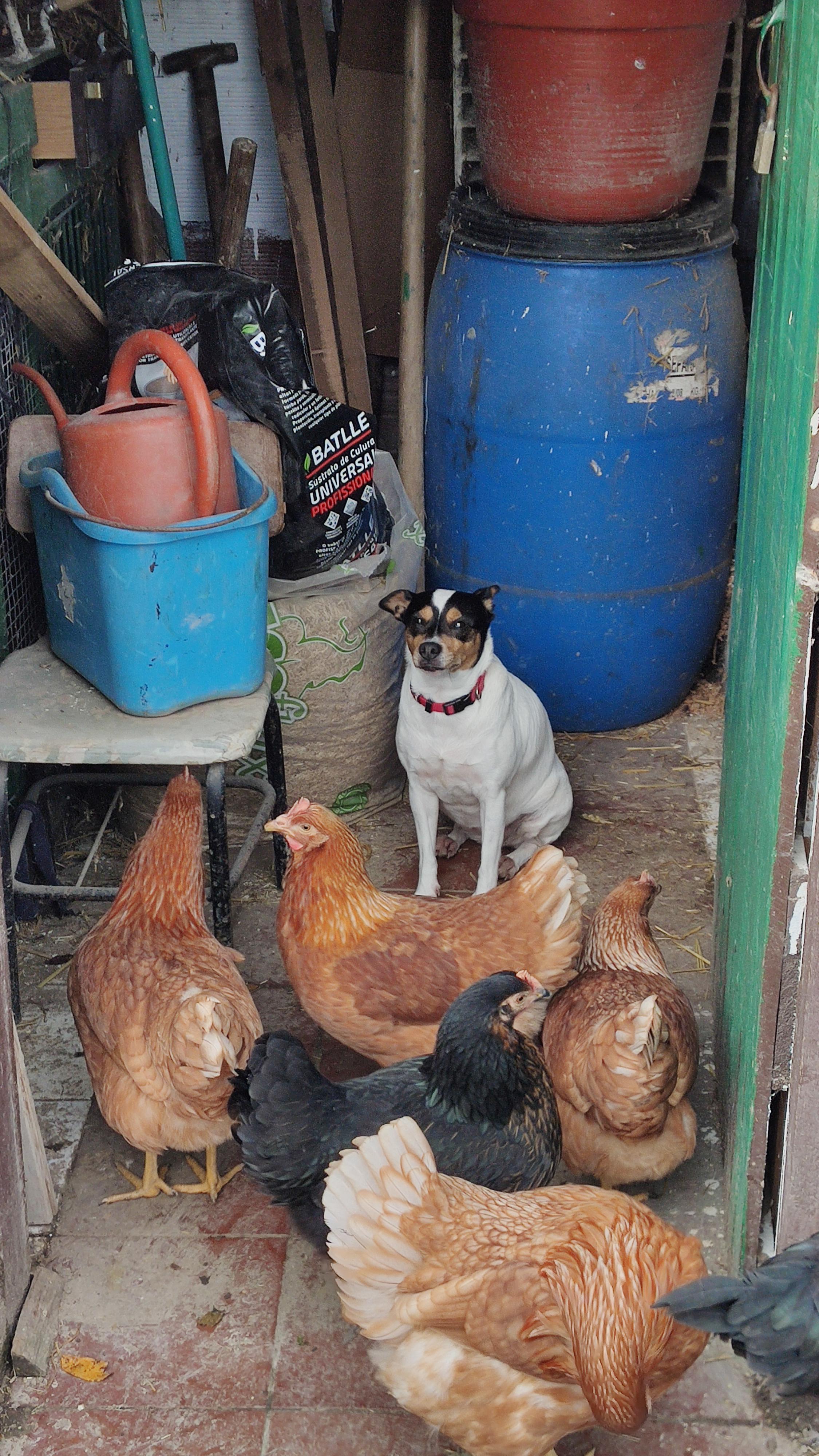 She got trapped by the chickens. | Scrolller