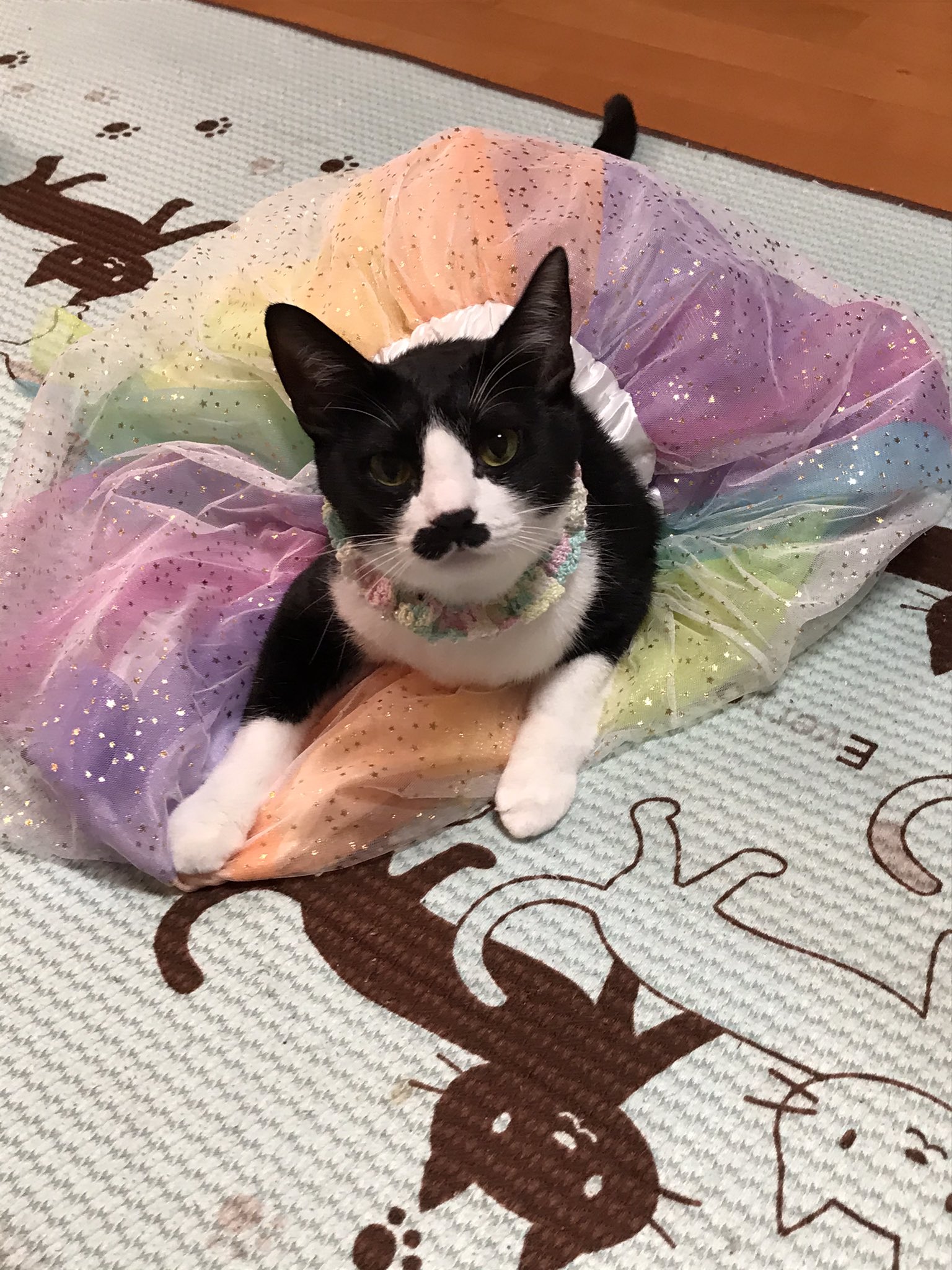 She is cookie and she likes dresses🥺🥺💞 | Scrolller