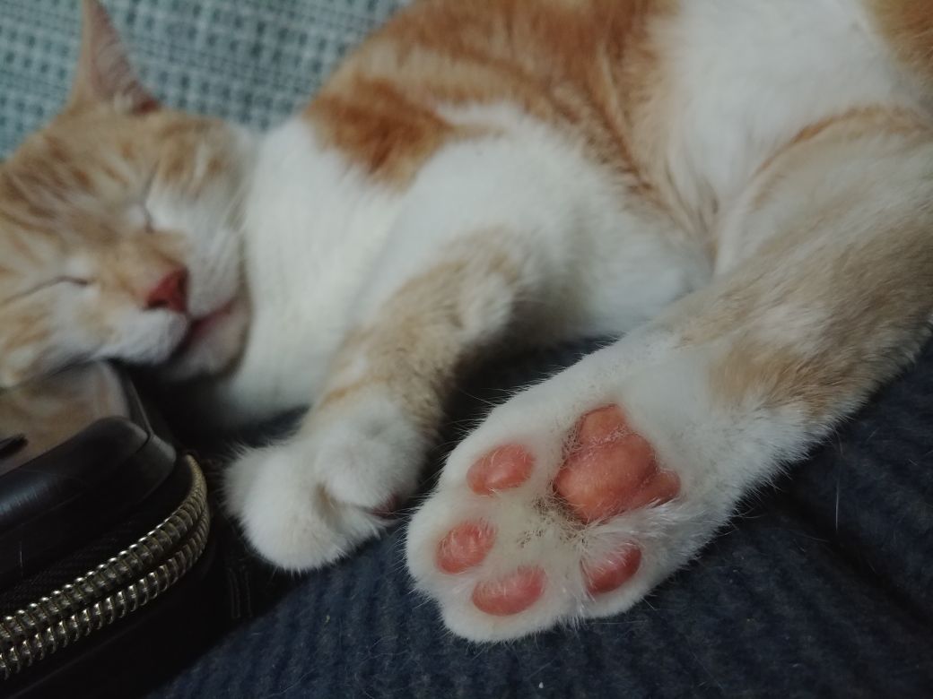 She is missing one paws worth of beans, so these pink toes are even more special to me. | Scrolller