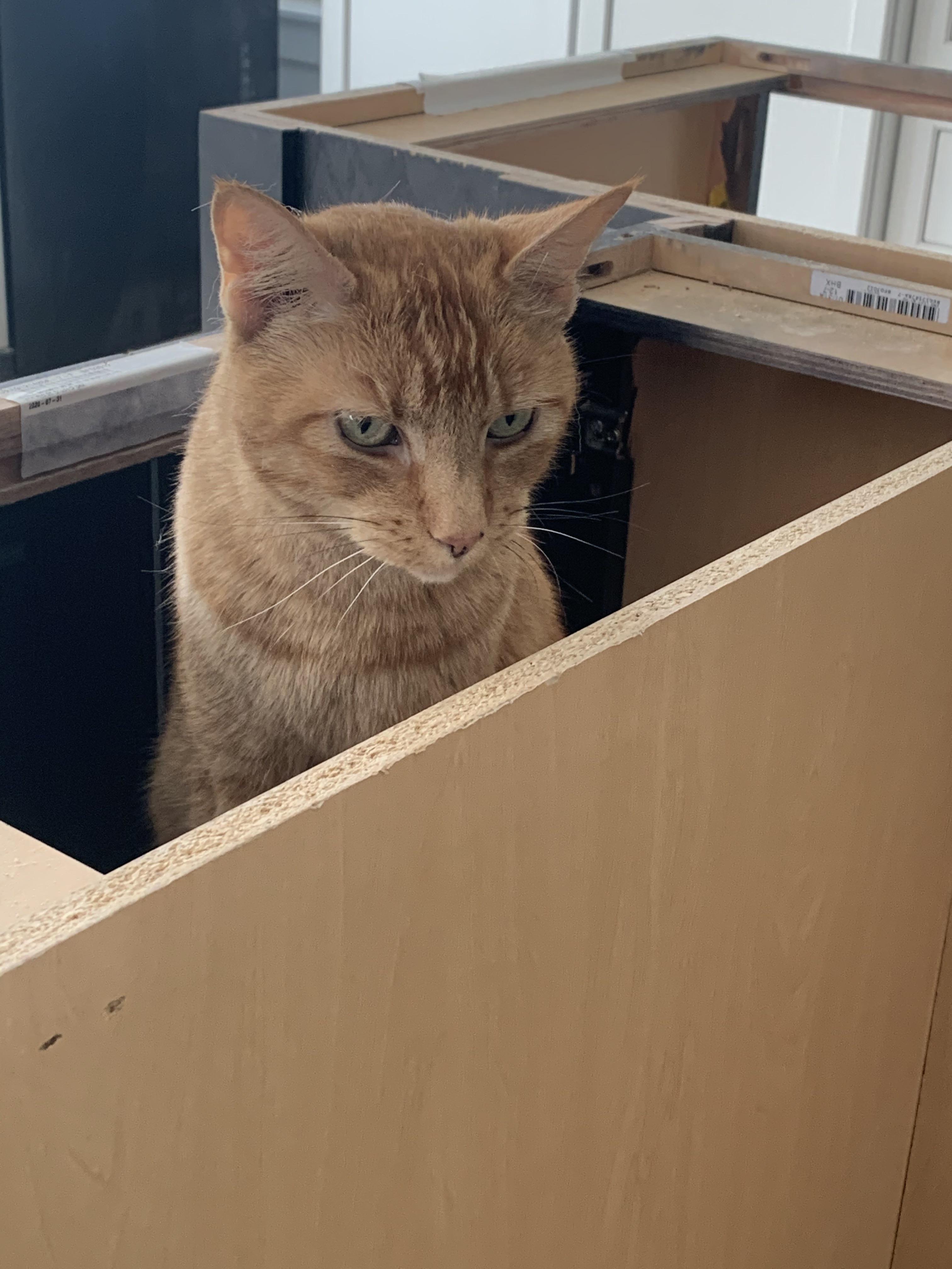 She jumped right into the new cabinet trap... | Scrolller