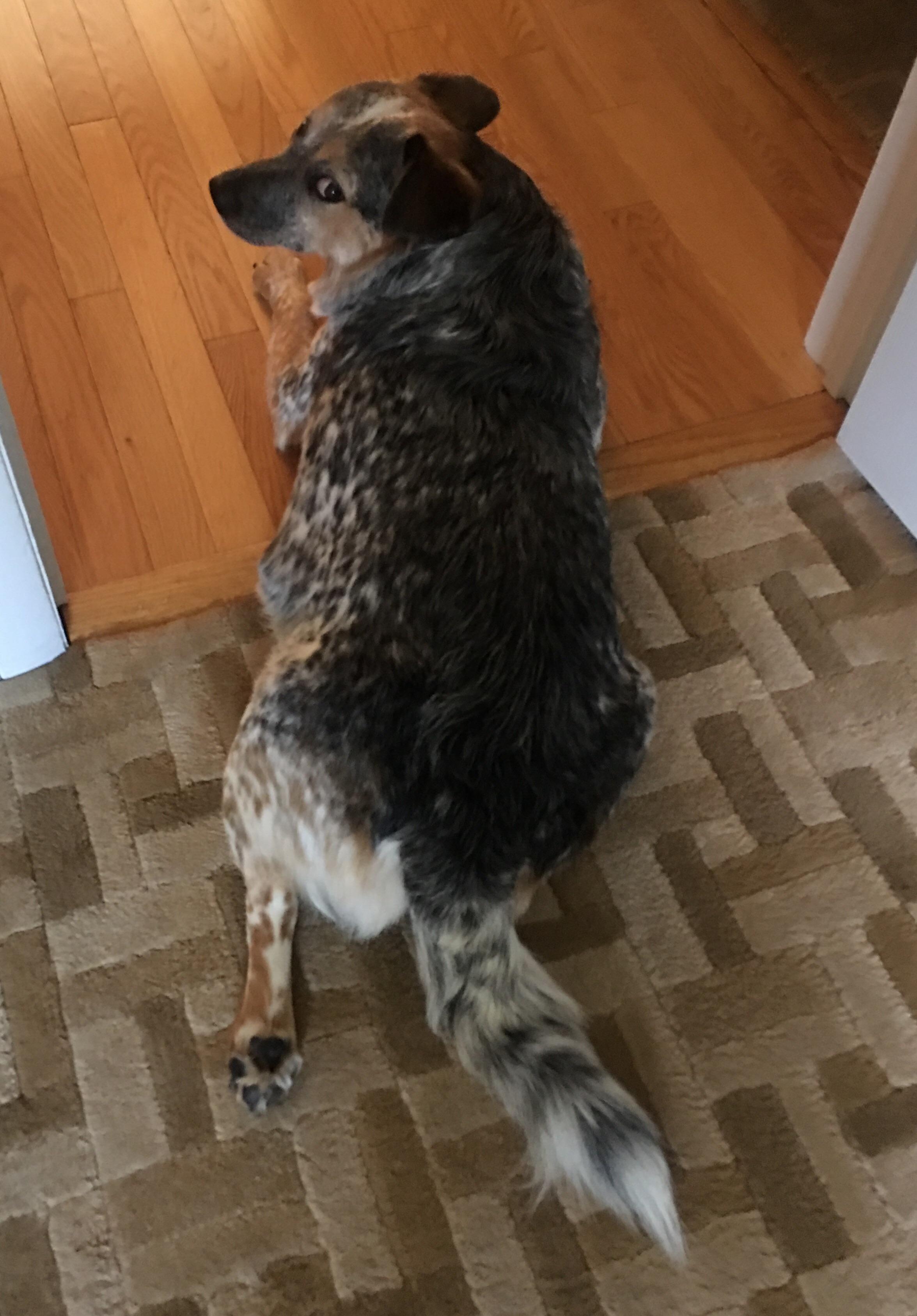 She likes to do half sploot | Scrolller