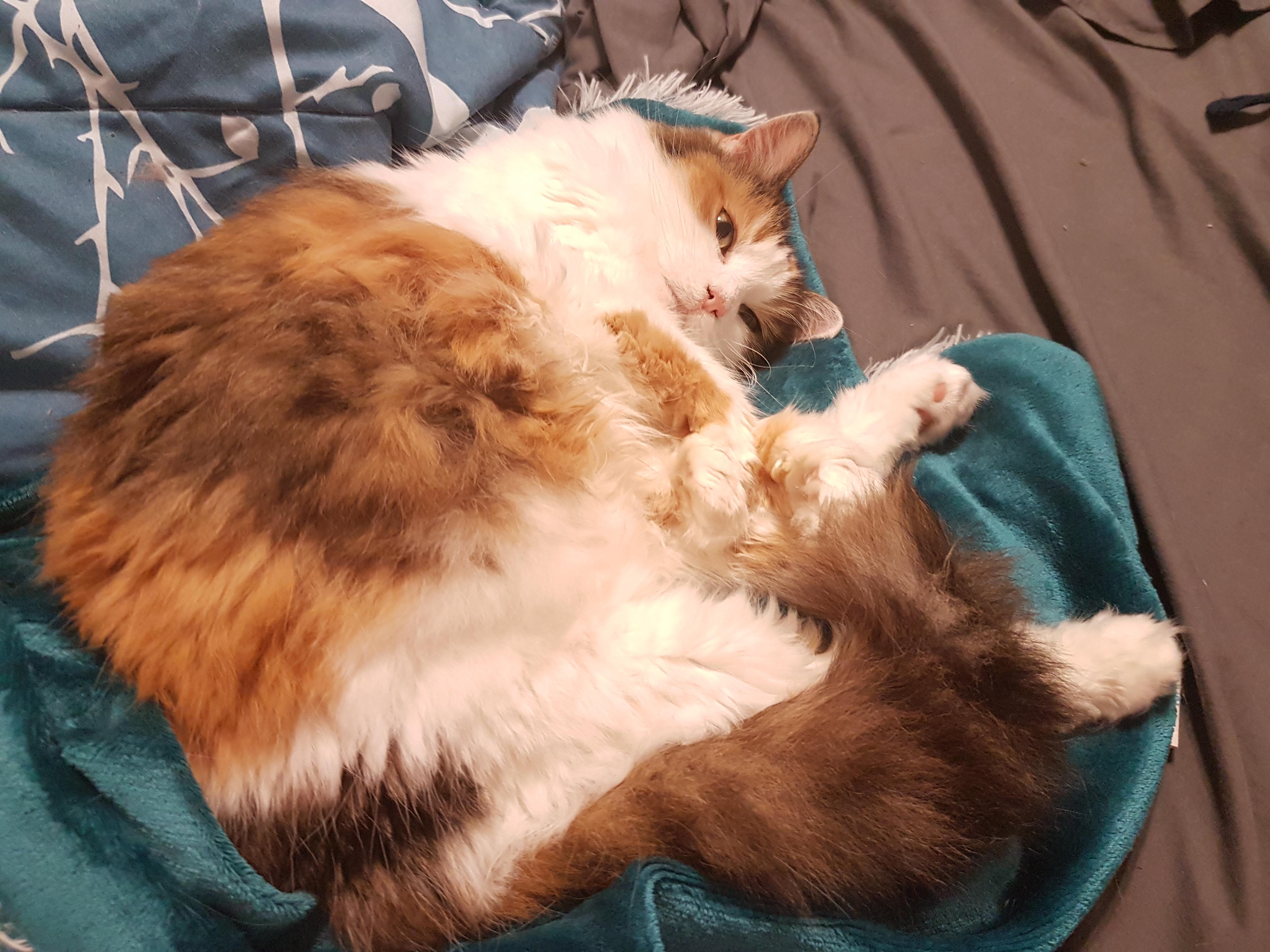 She likes to flop into fluffy circle | Scrolller