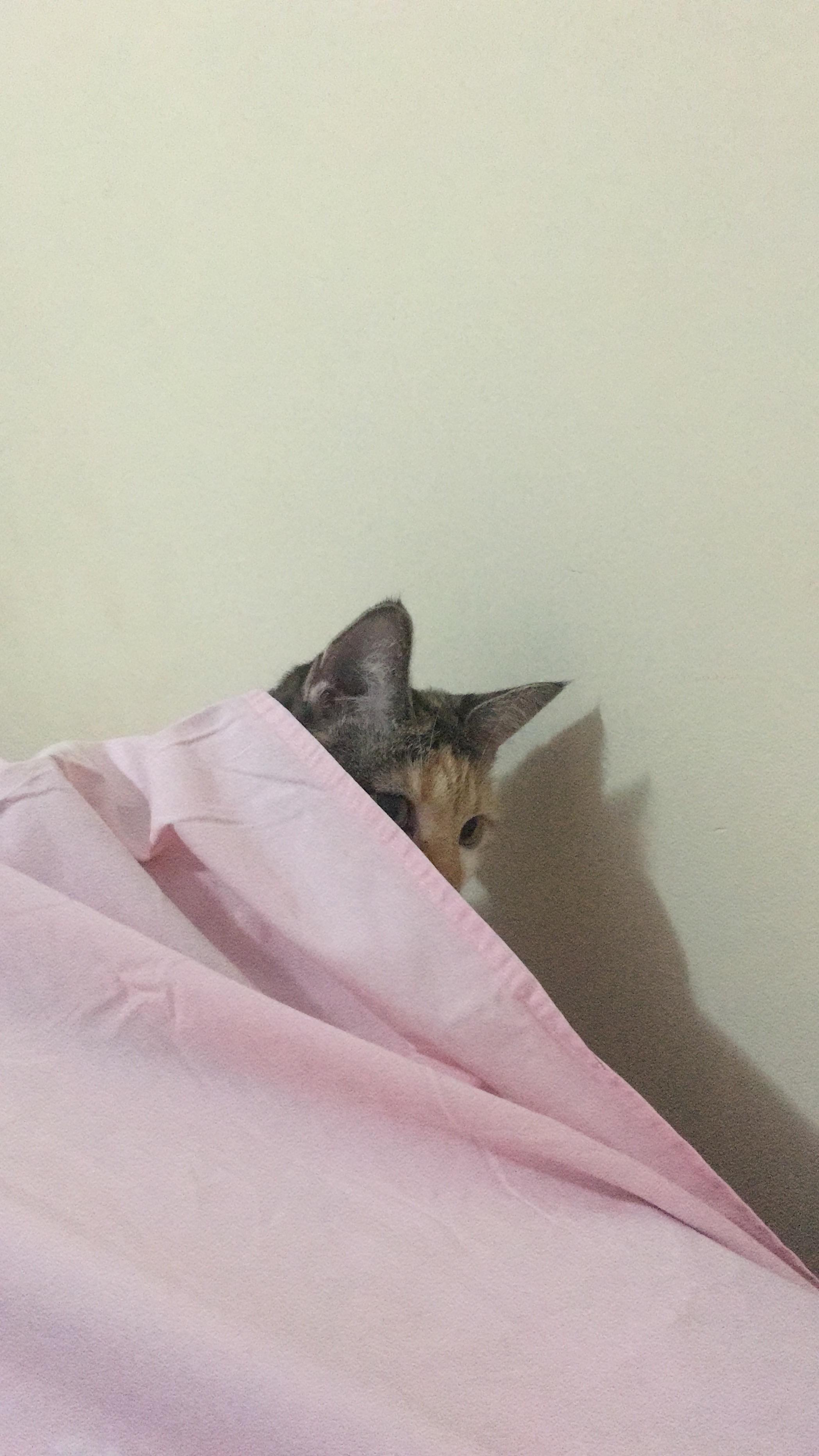 She likes to go under the sheets | Scrolller