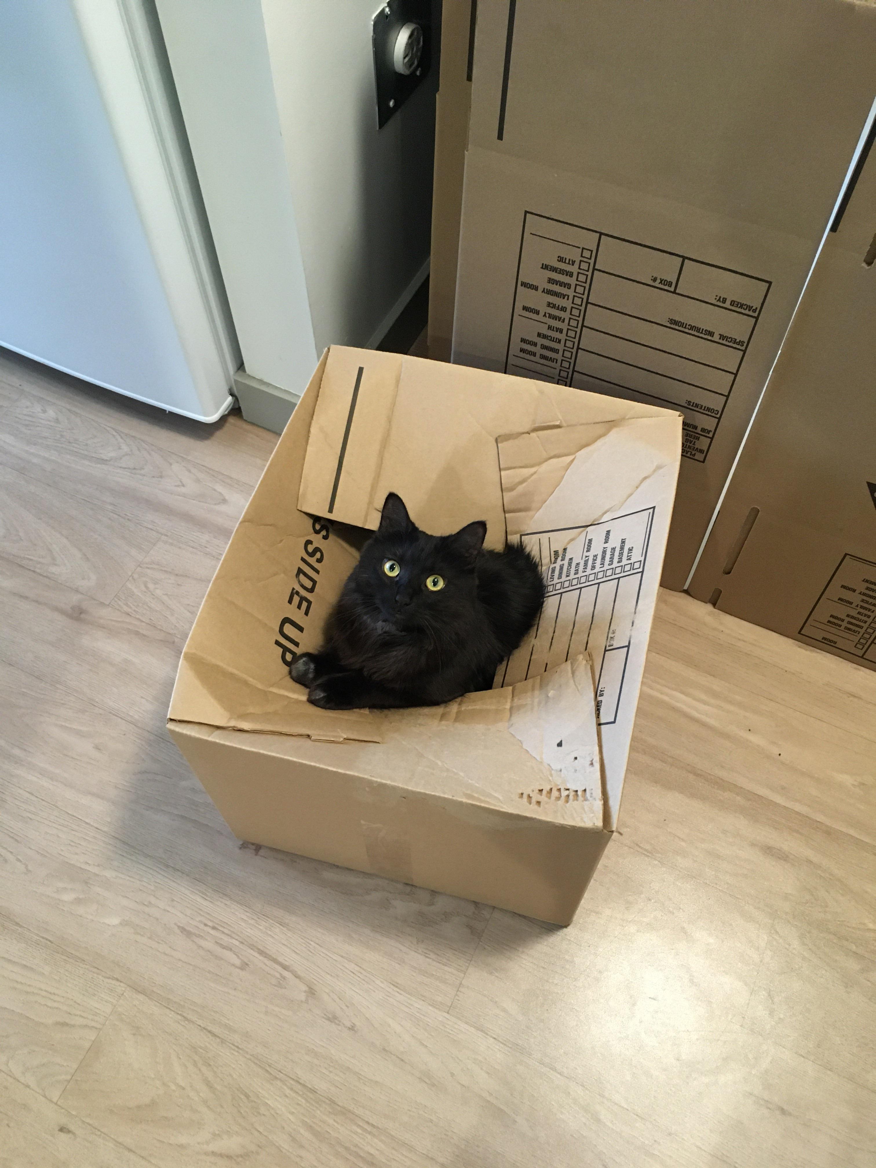 She loves a good box. | Scrolller