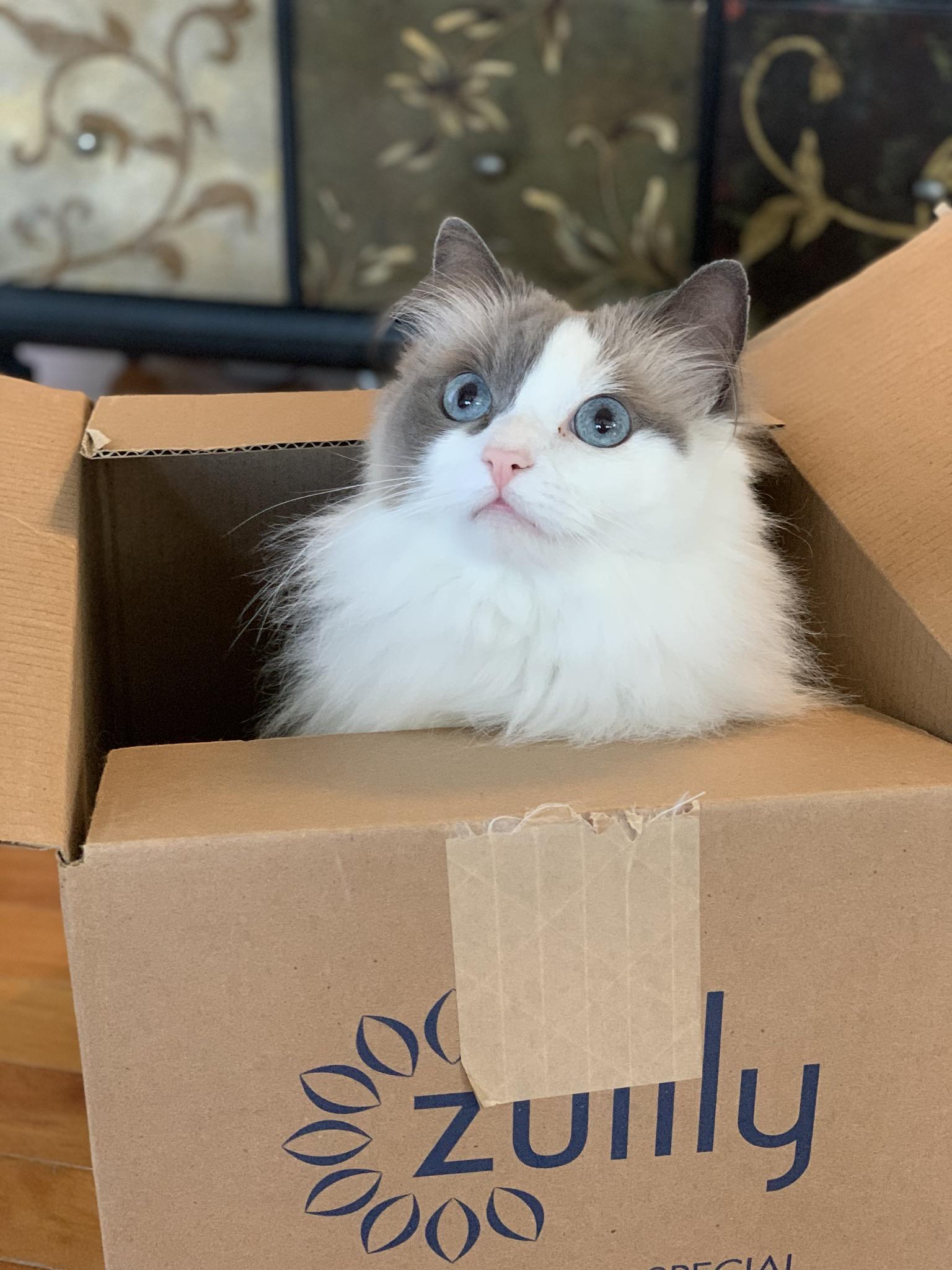 She loves her boxes | Scrolller
