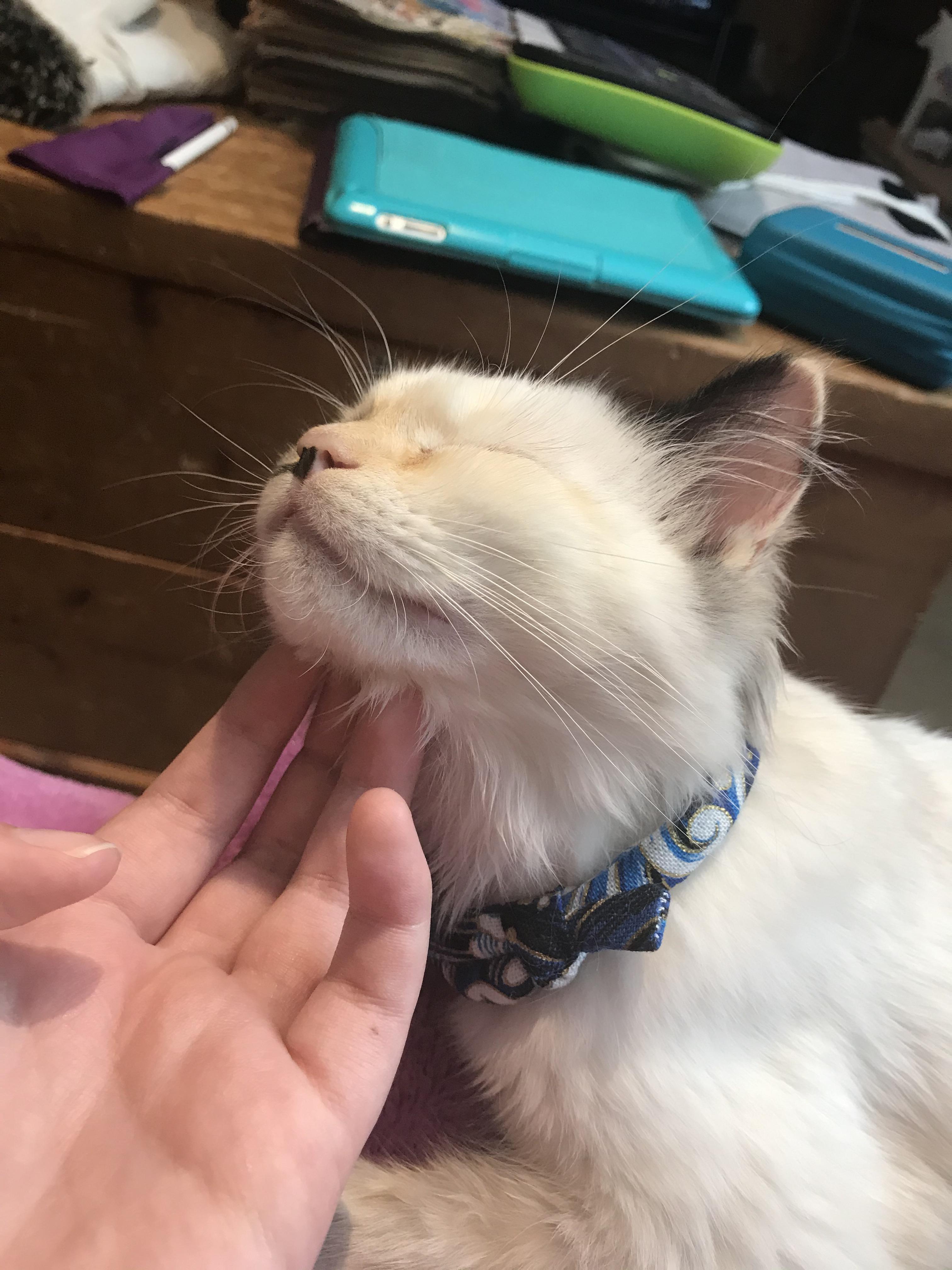 She loves her chin scratches | Scrolller