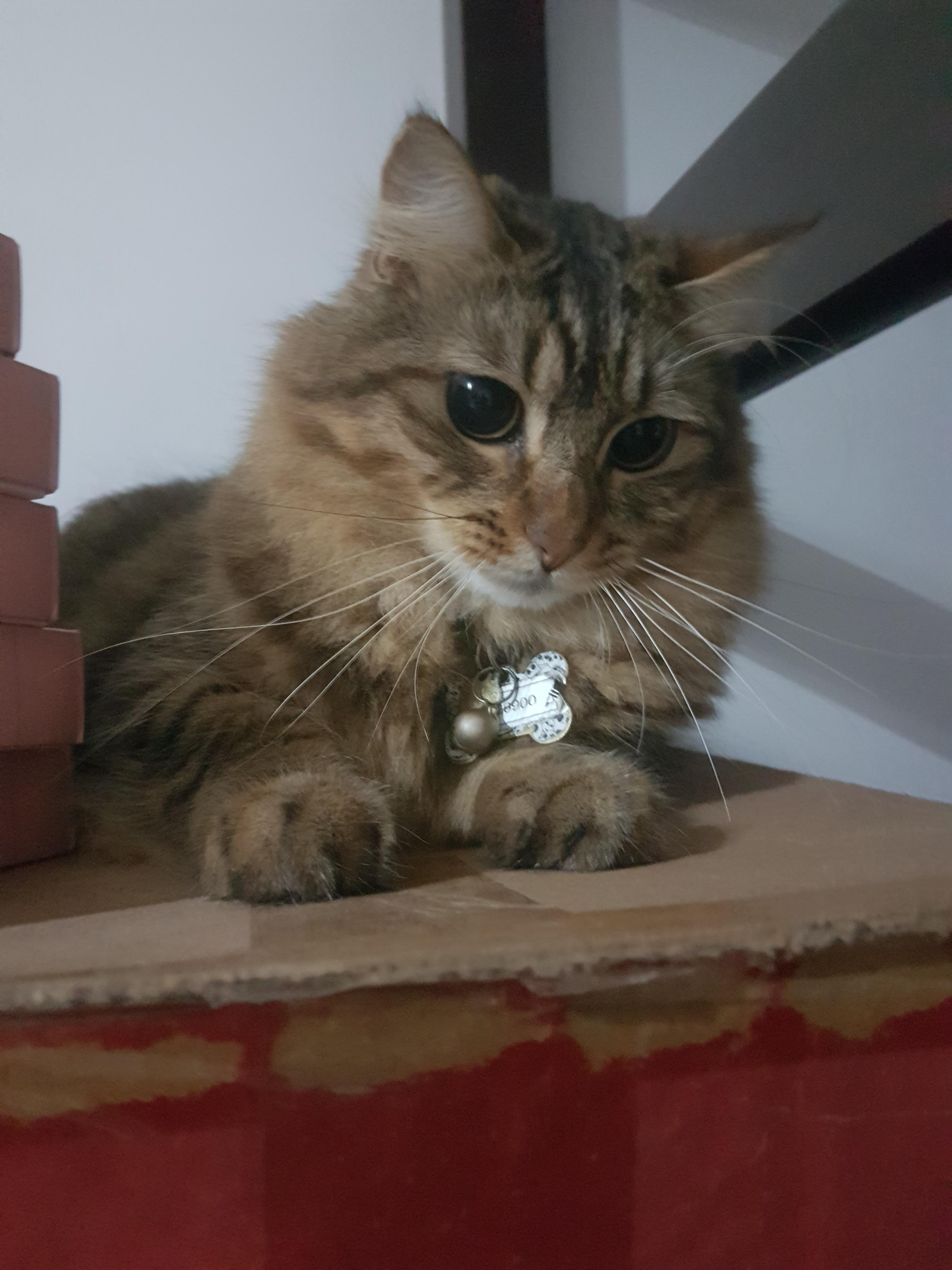 She loves playing on boxes! | Scrolller