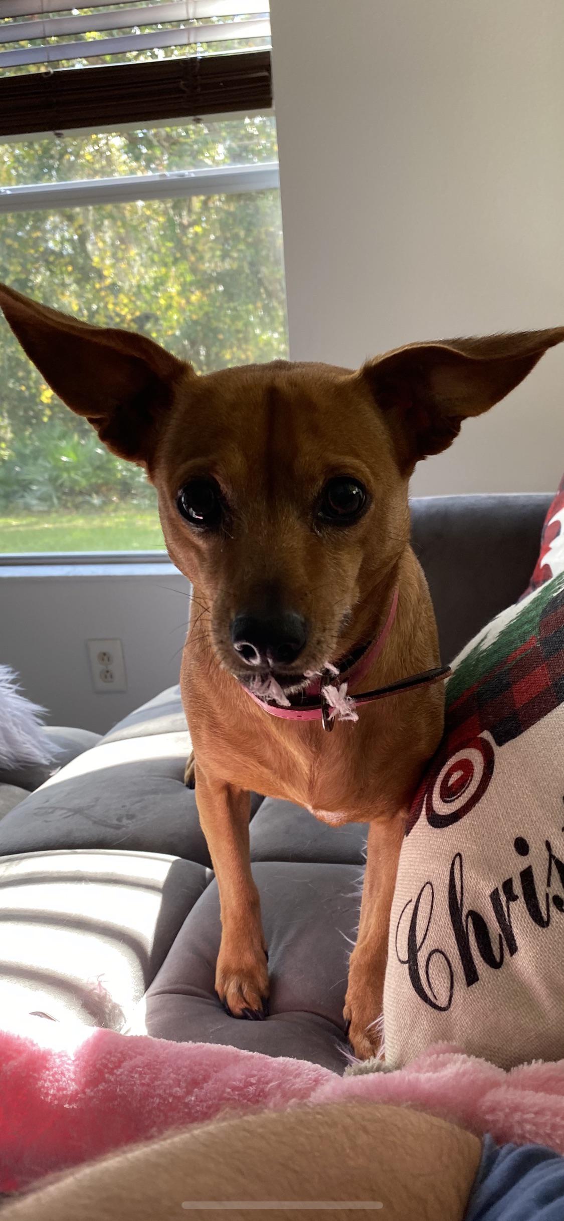 She’s always got fuzz in her whiskers | Scrolller