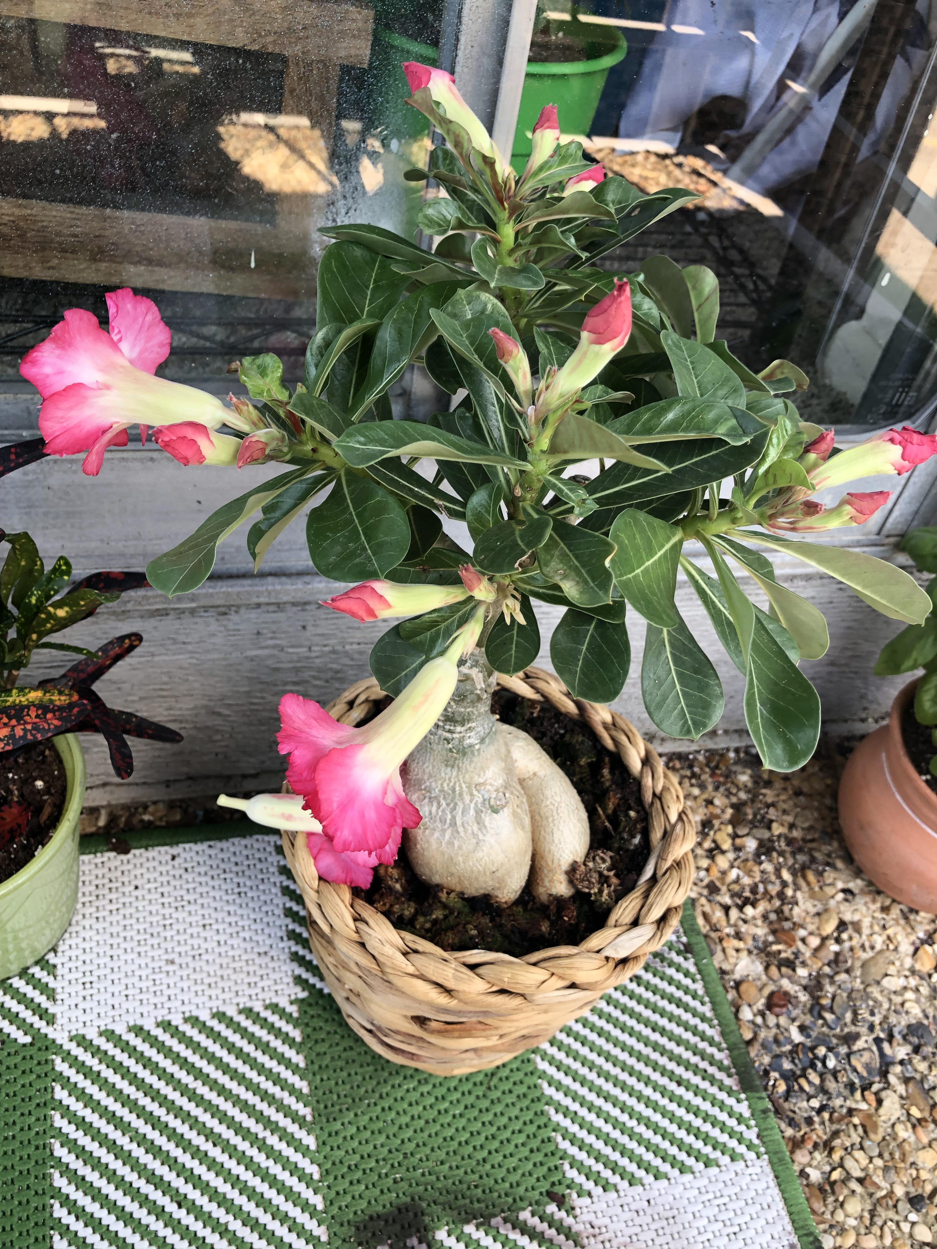 She’s blooming :) | Scrolller