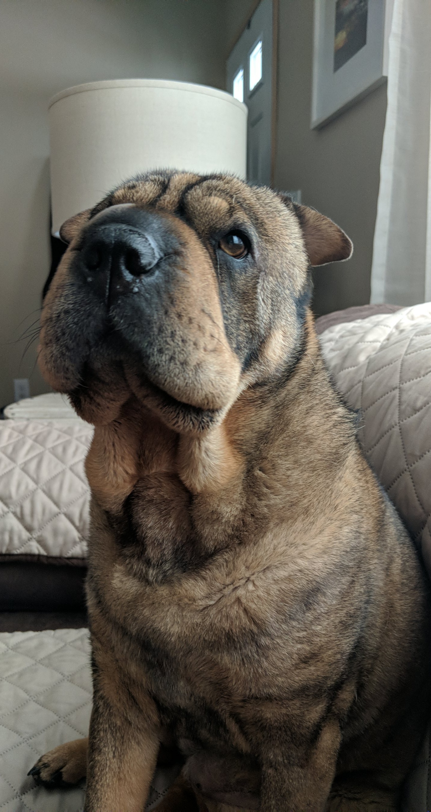 She sits when she wants attention | Scrolller