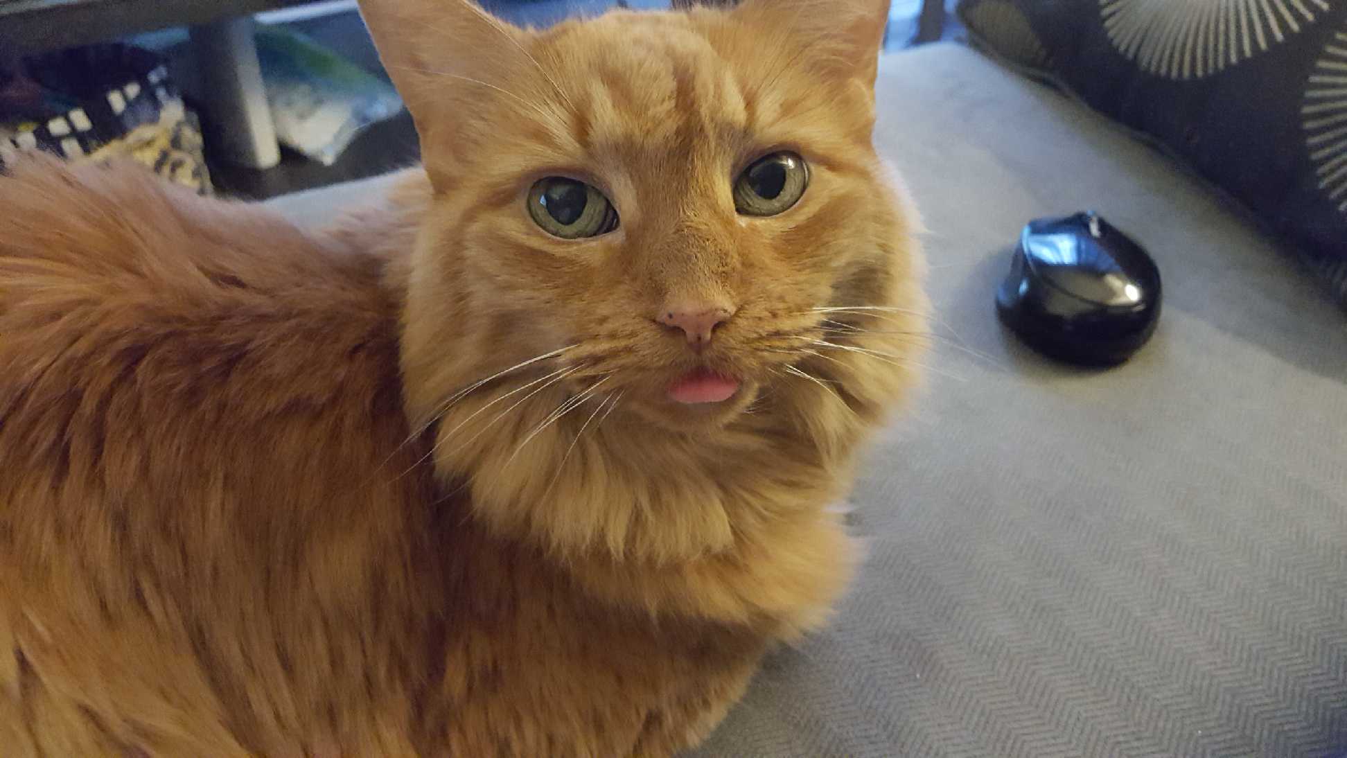 She sticks her tongue out when she's feeling sassy. | Scrolller