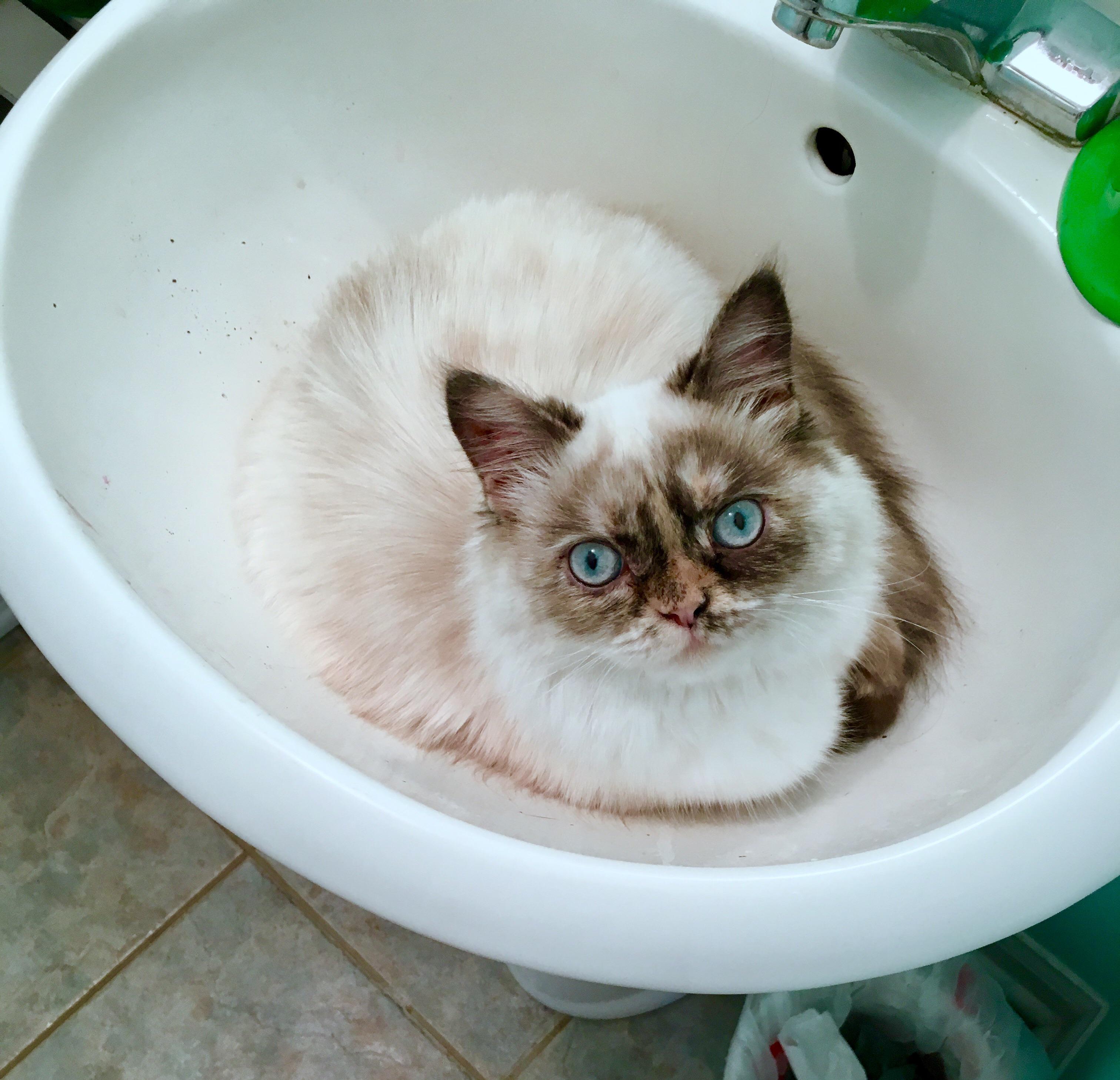 She will NOT be ignored! My cat in sink: | Scrolller