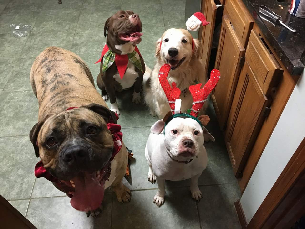 Sheba and friends at Christmas | Scrolller