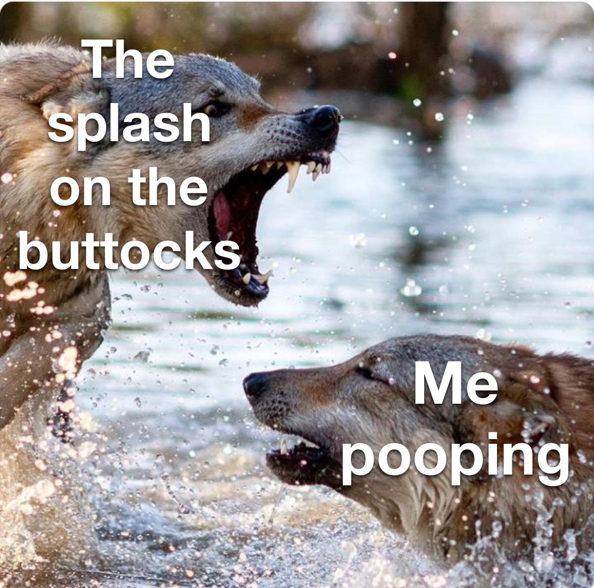 Shed go flush | Scrolller