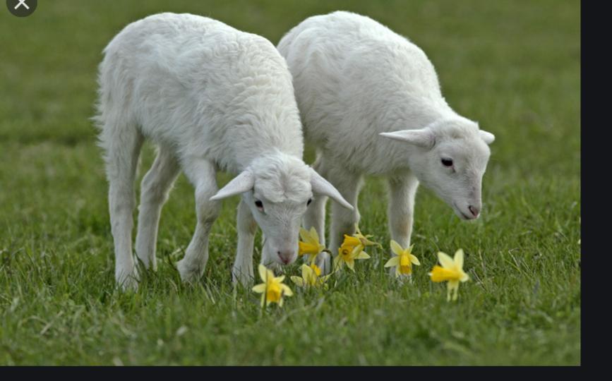 Sheep are cute | Scrolller