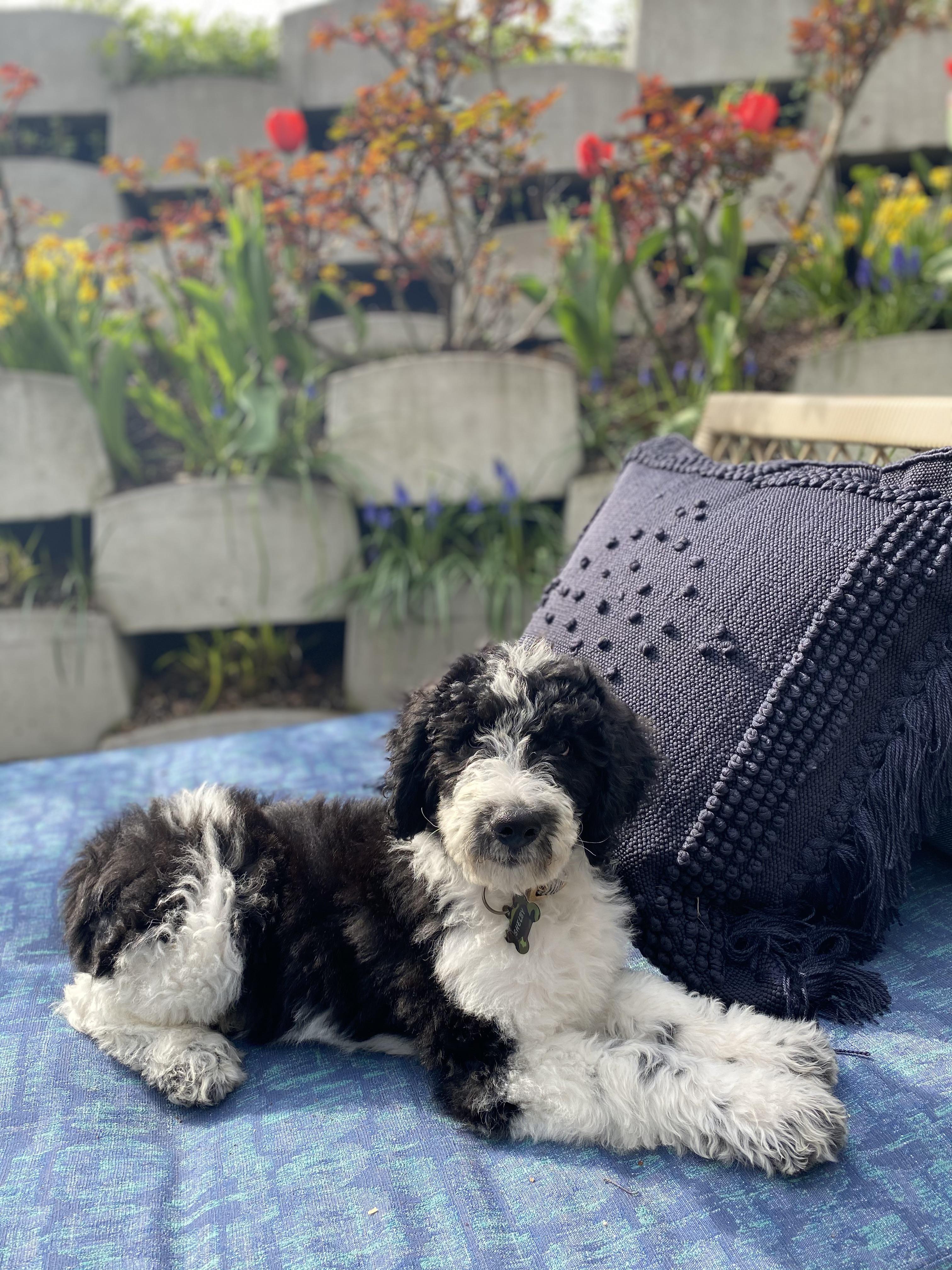 Shelby our 11 week old f1b, we’re in love! | Scrolller